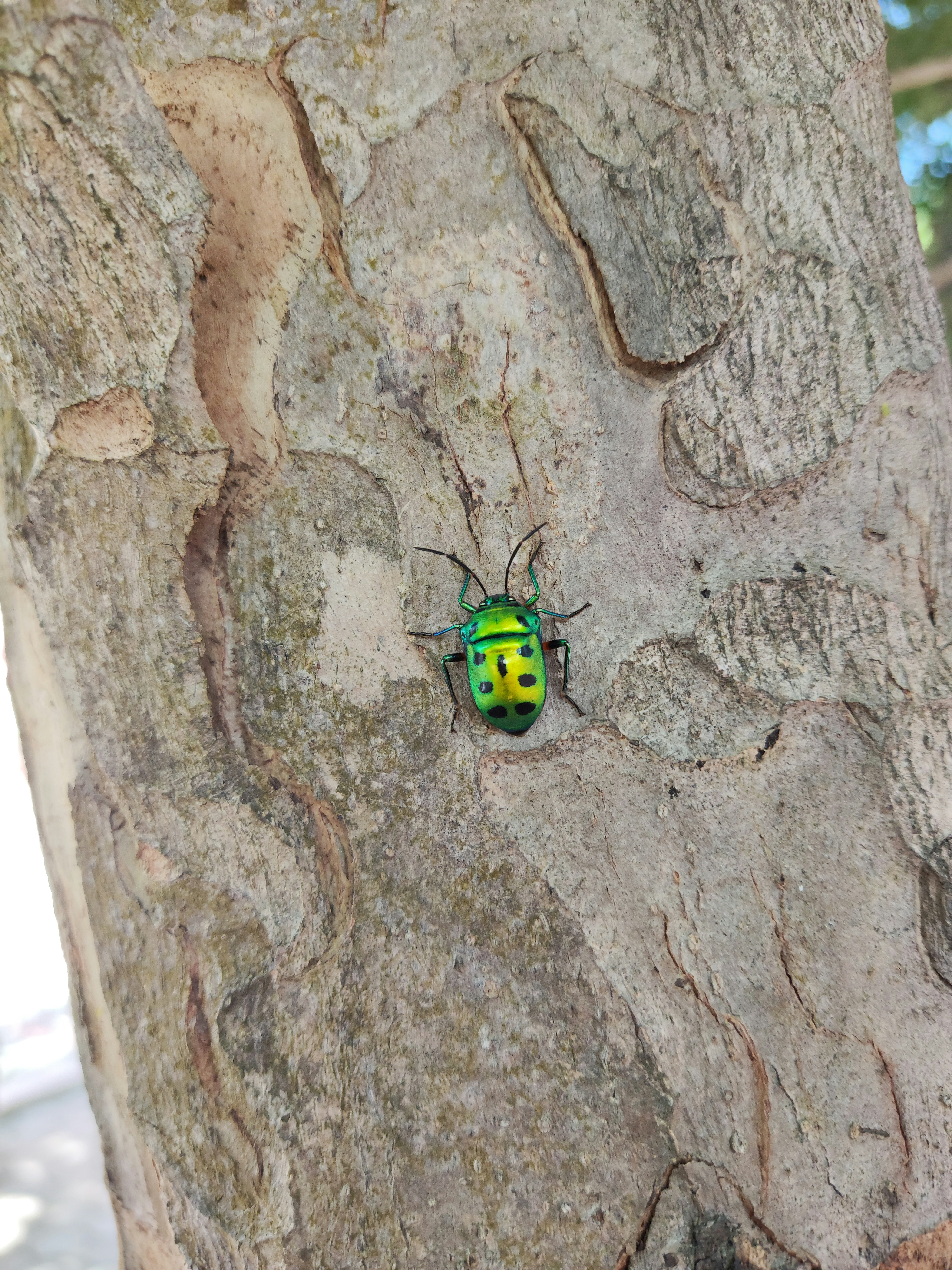 A green and black bug on a tree photo – Free Insect Image on Unsplash