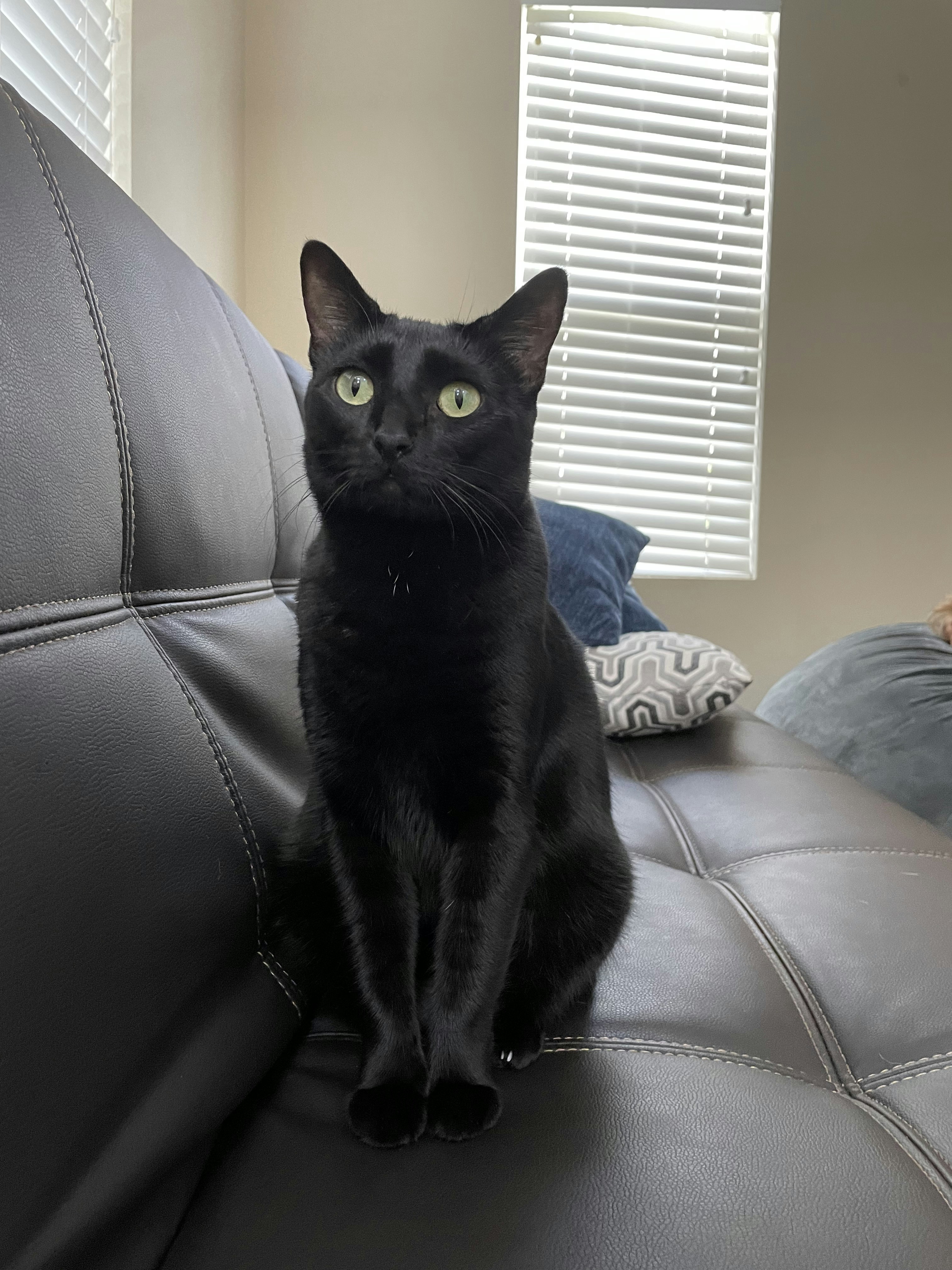 A black cat sitting on a couch photo – Free Pet Image on Unsplash