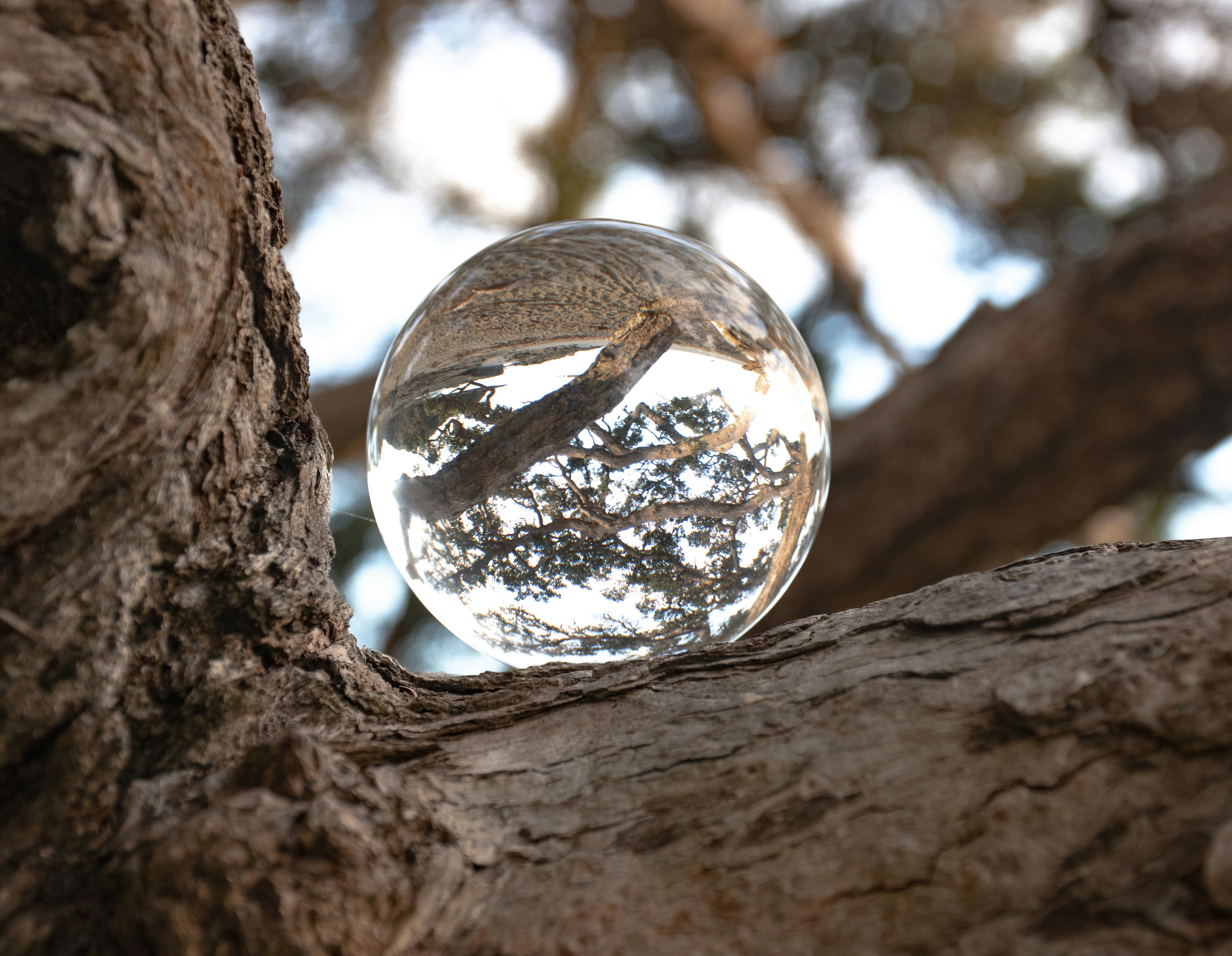 Lensball on Weathered Bark: A Crystal View into a Miniature Forest