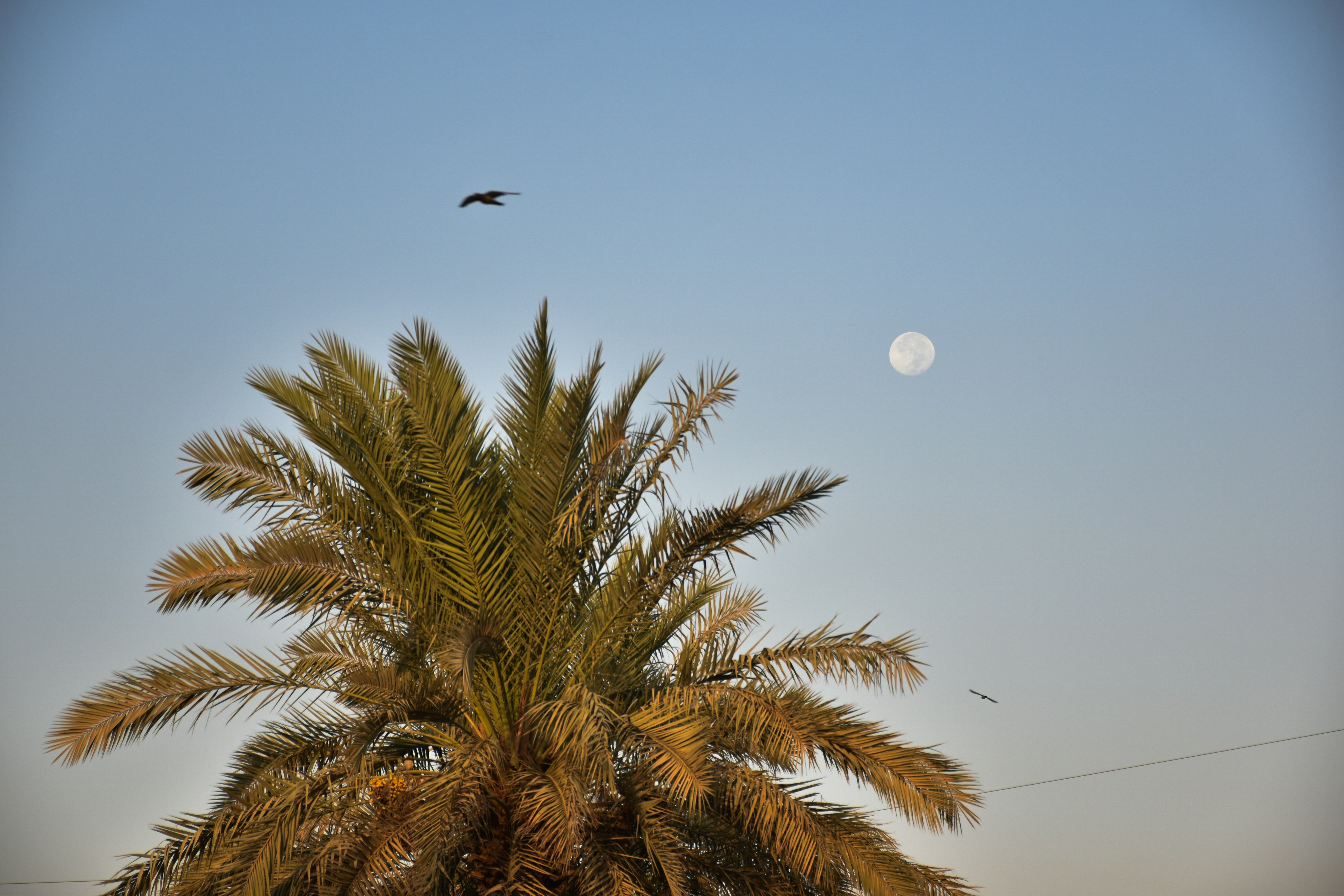 a bird flying over a palm tree