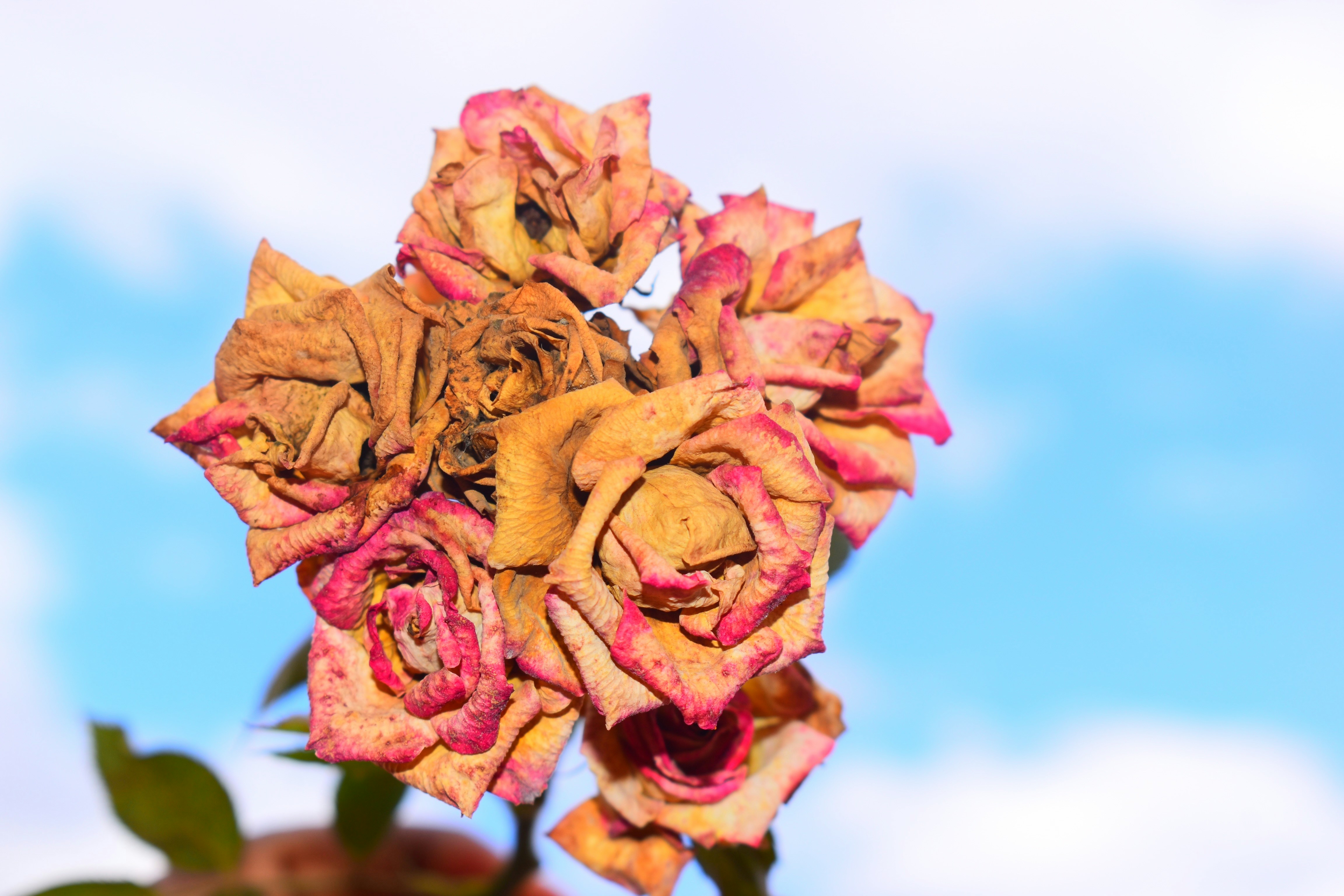 Faded Elegance: The Story of Time-Worn Roses