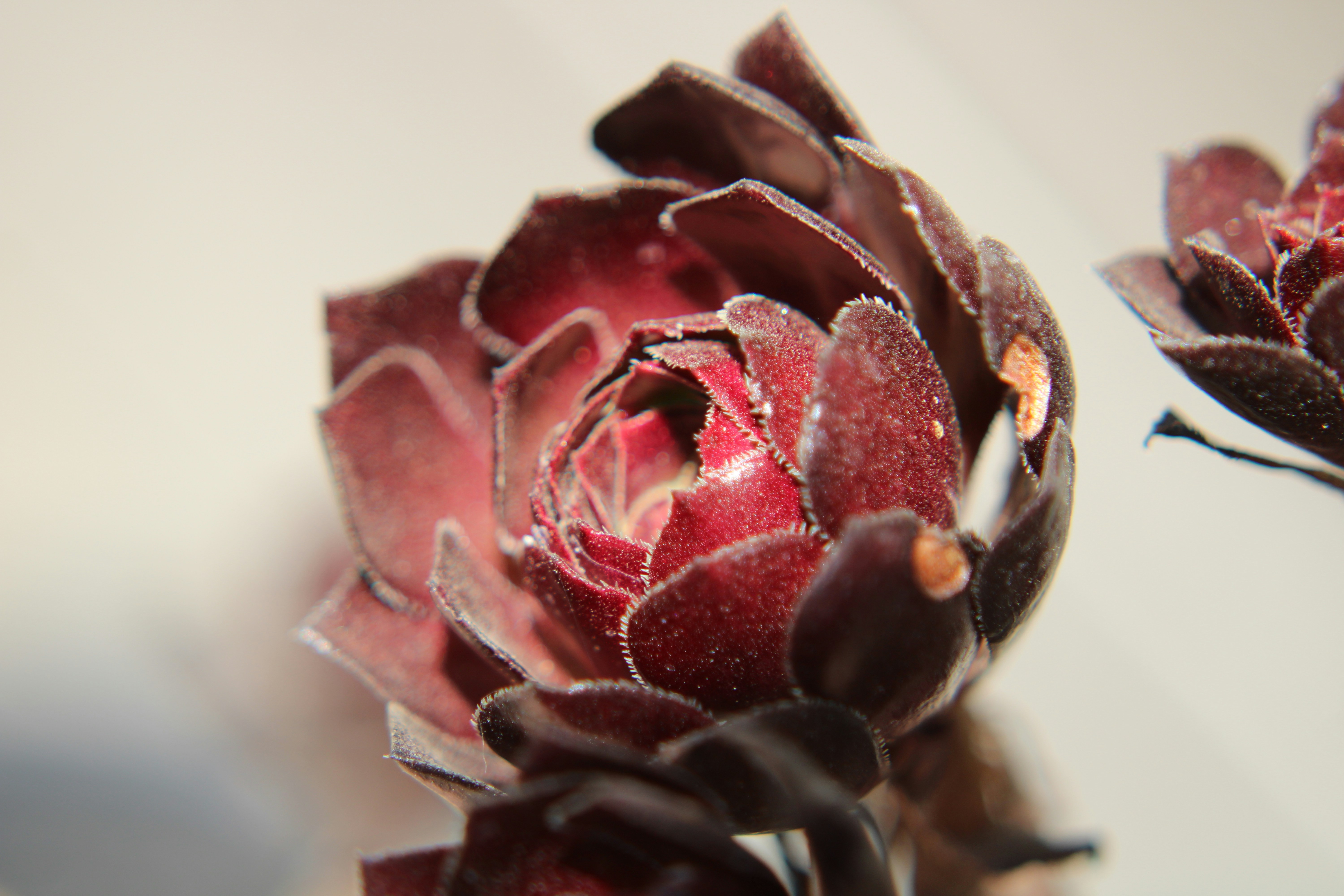 Close-up of a dark red succulent flower with delicate frost-like details on its petals.