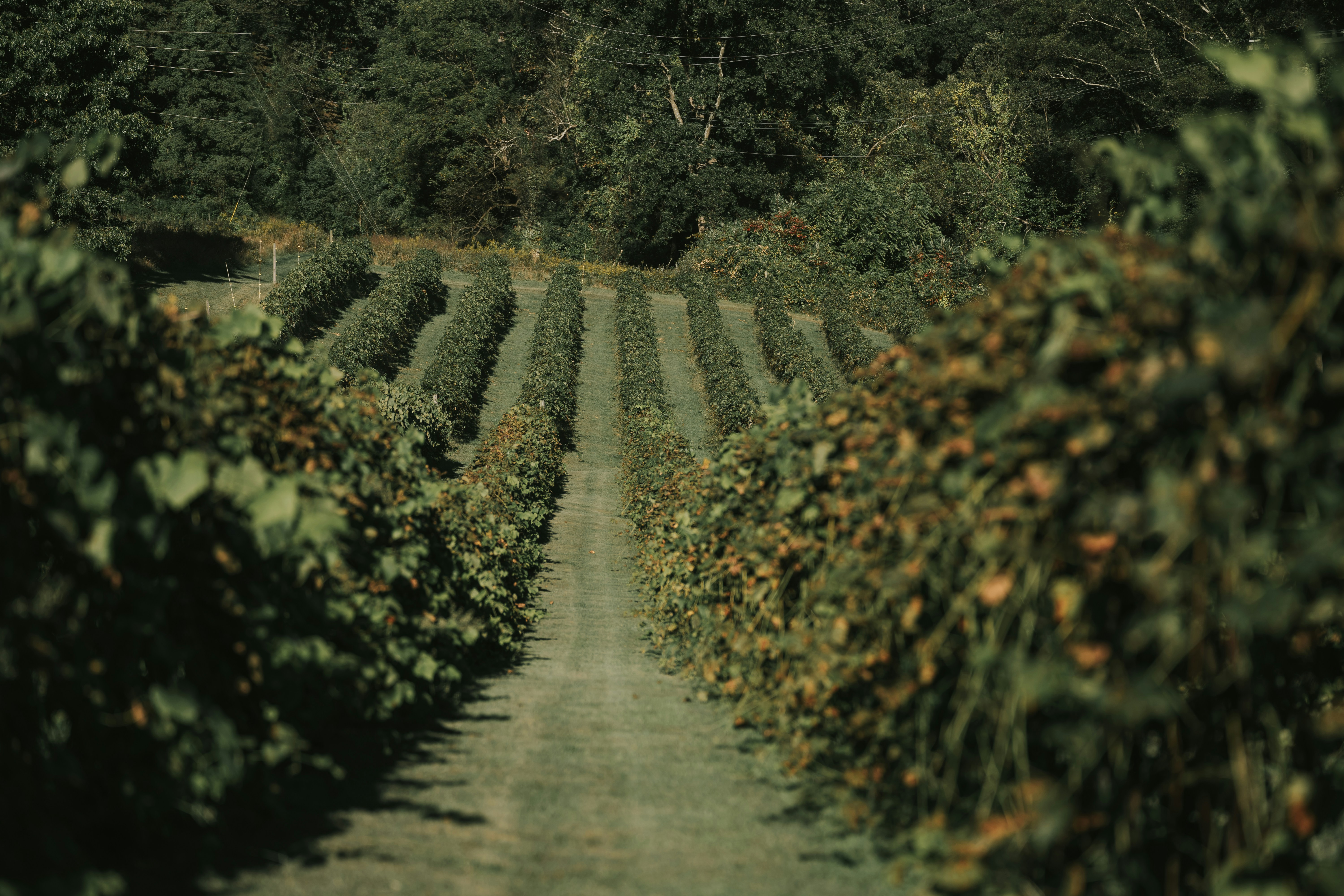 A path through a plantation photo – Free Nature Image on Unsplash