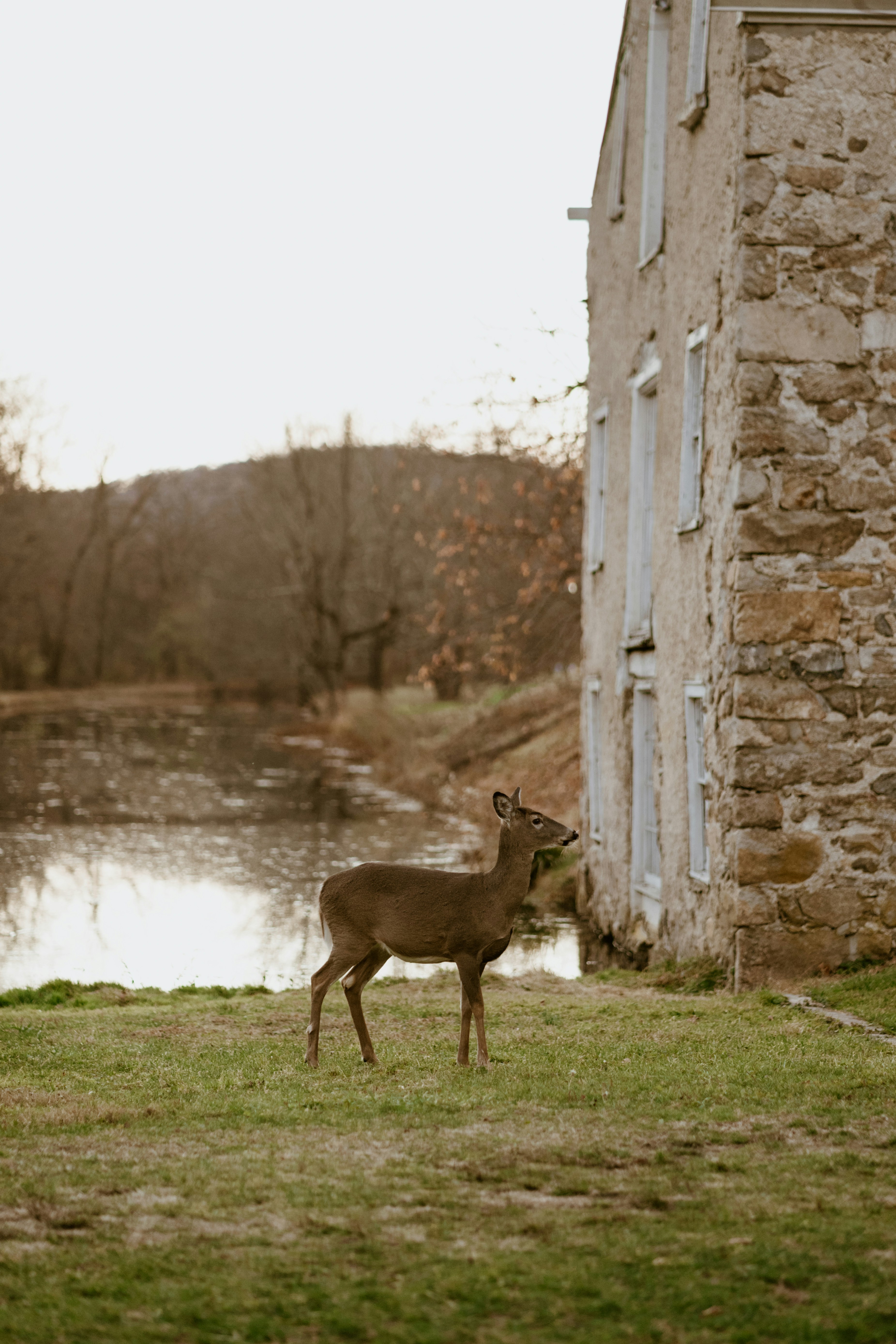 Un cerf debout à côté d’un bâtiment photo – Photo Animal Gratuite sur ...