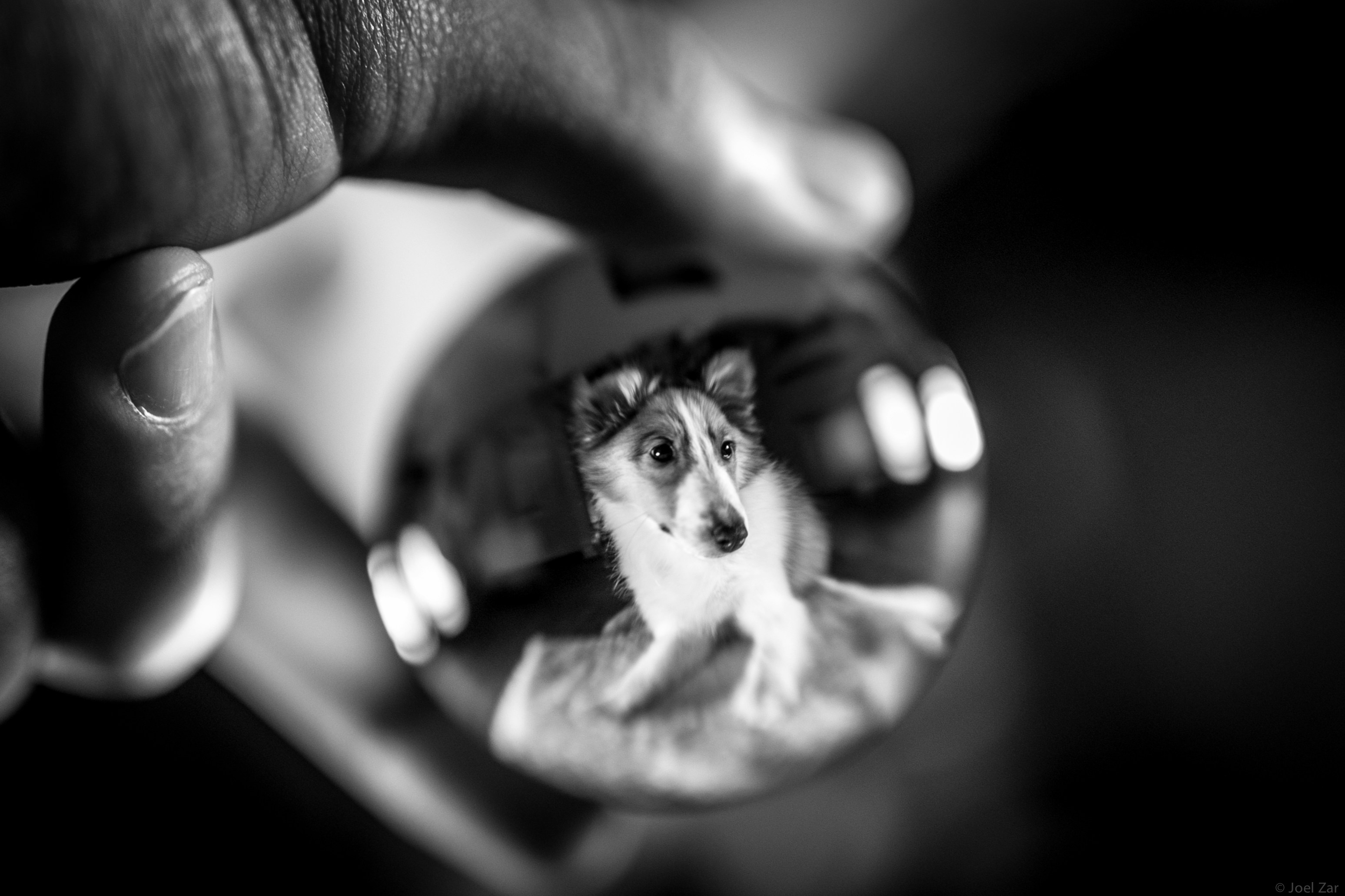 Orbital Portrait: a dog's face framed in a glass marble