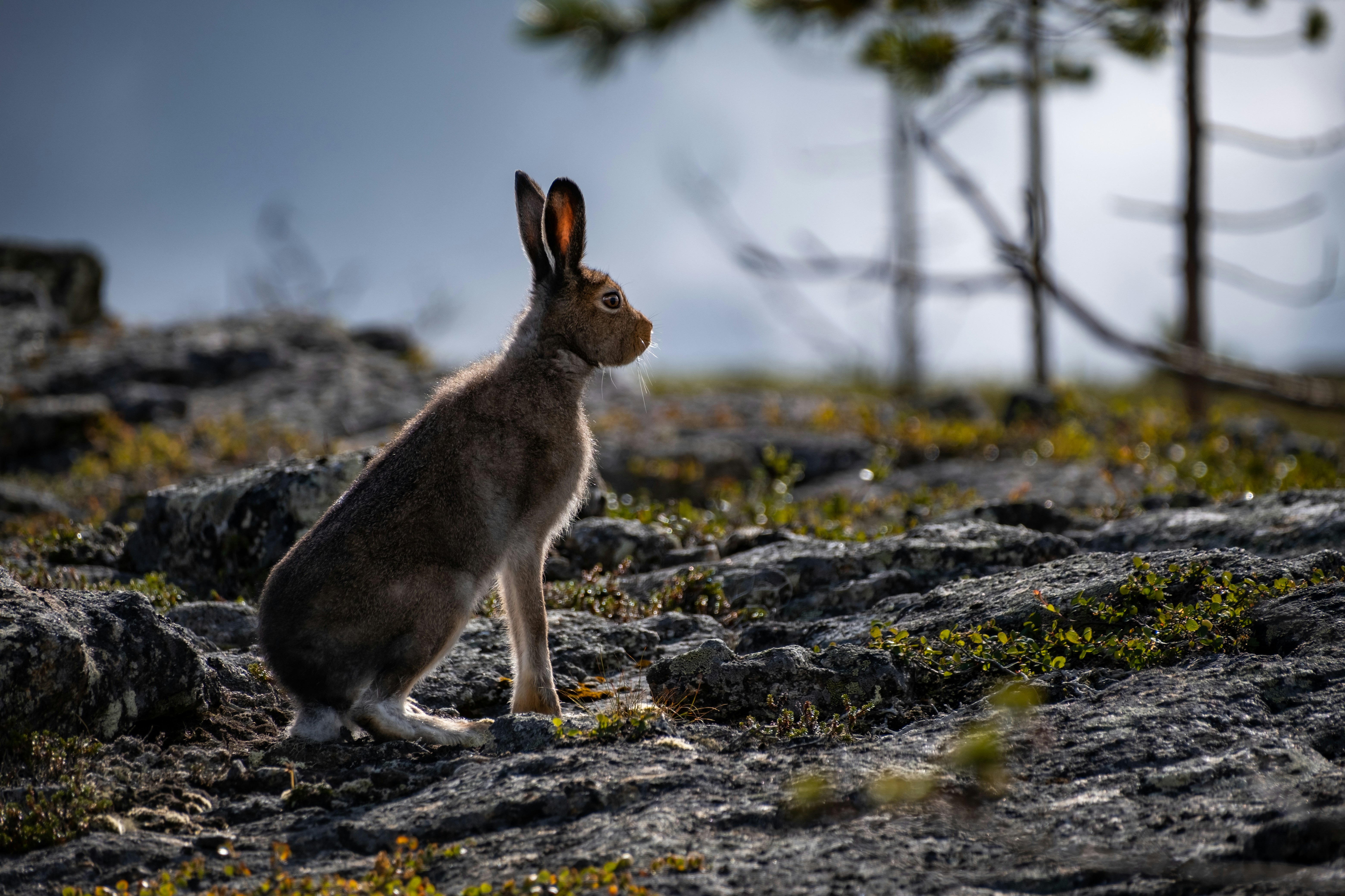 A rabbit on a rocky surface photo – Free Finland Image on Unsplash