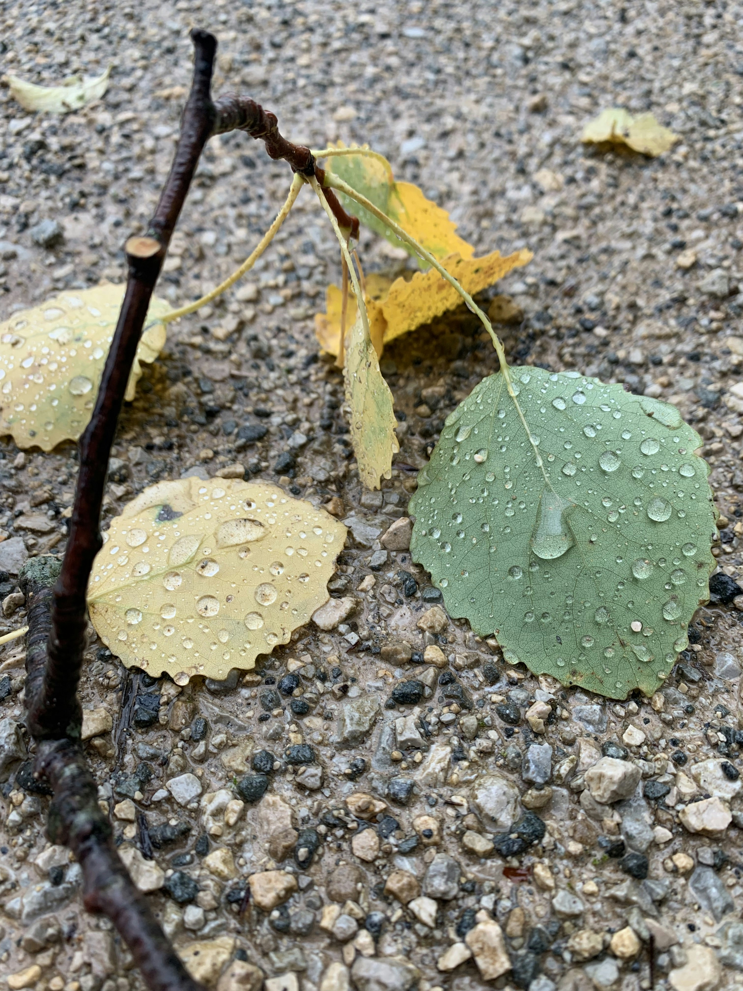 A green leaf on a rock photo – Free Plant Image on Unsplash
