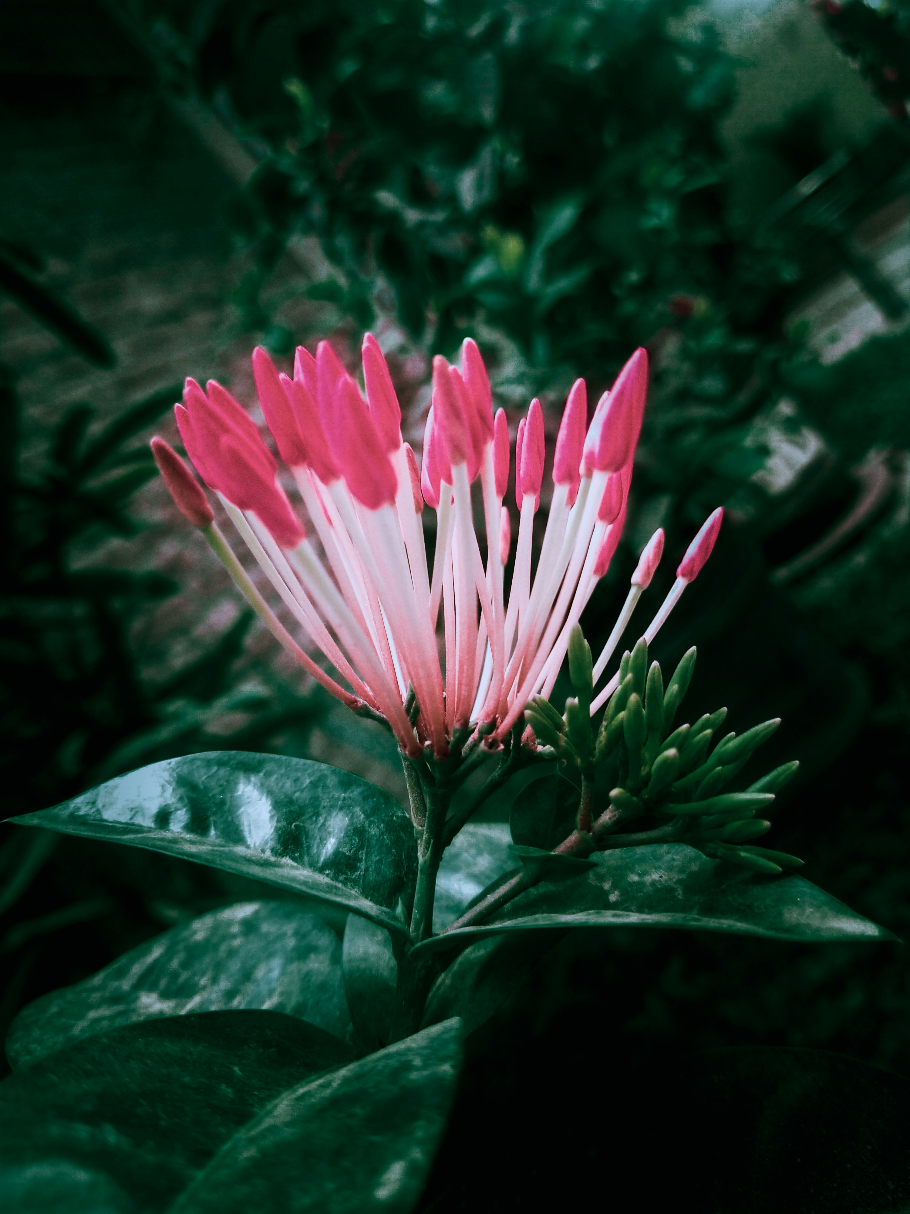 Close-up of a pink-tipped Ixora bloom cluster with glossy green leaves and a softly blurred garden background.