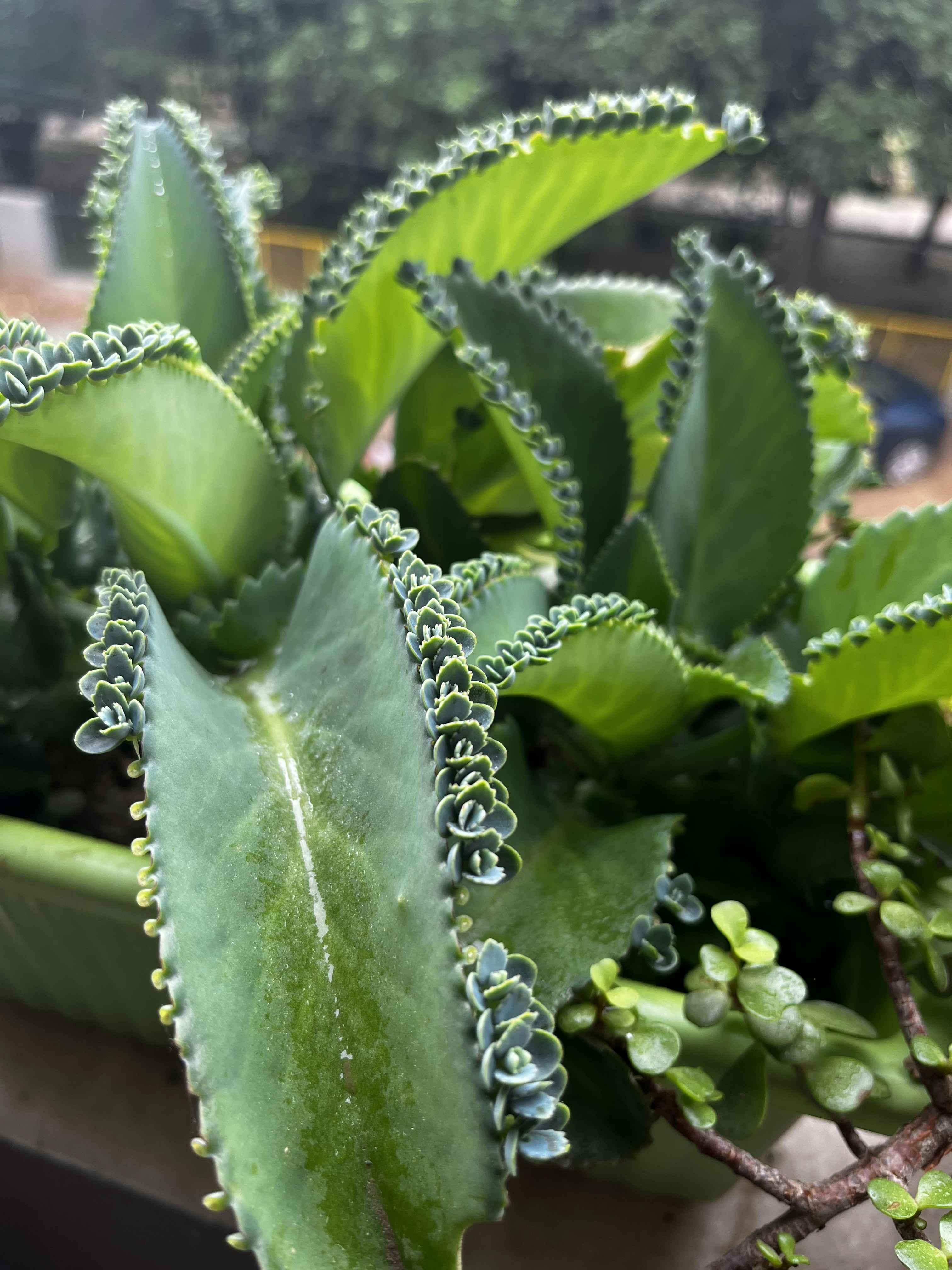 Margins of Growth: A Close-Up on Bryophyllum Plantlet Edges