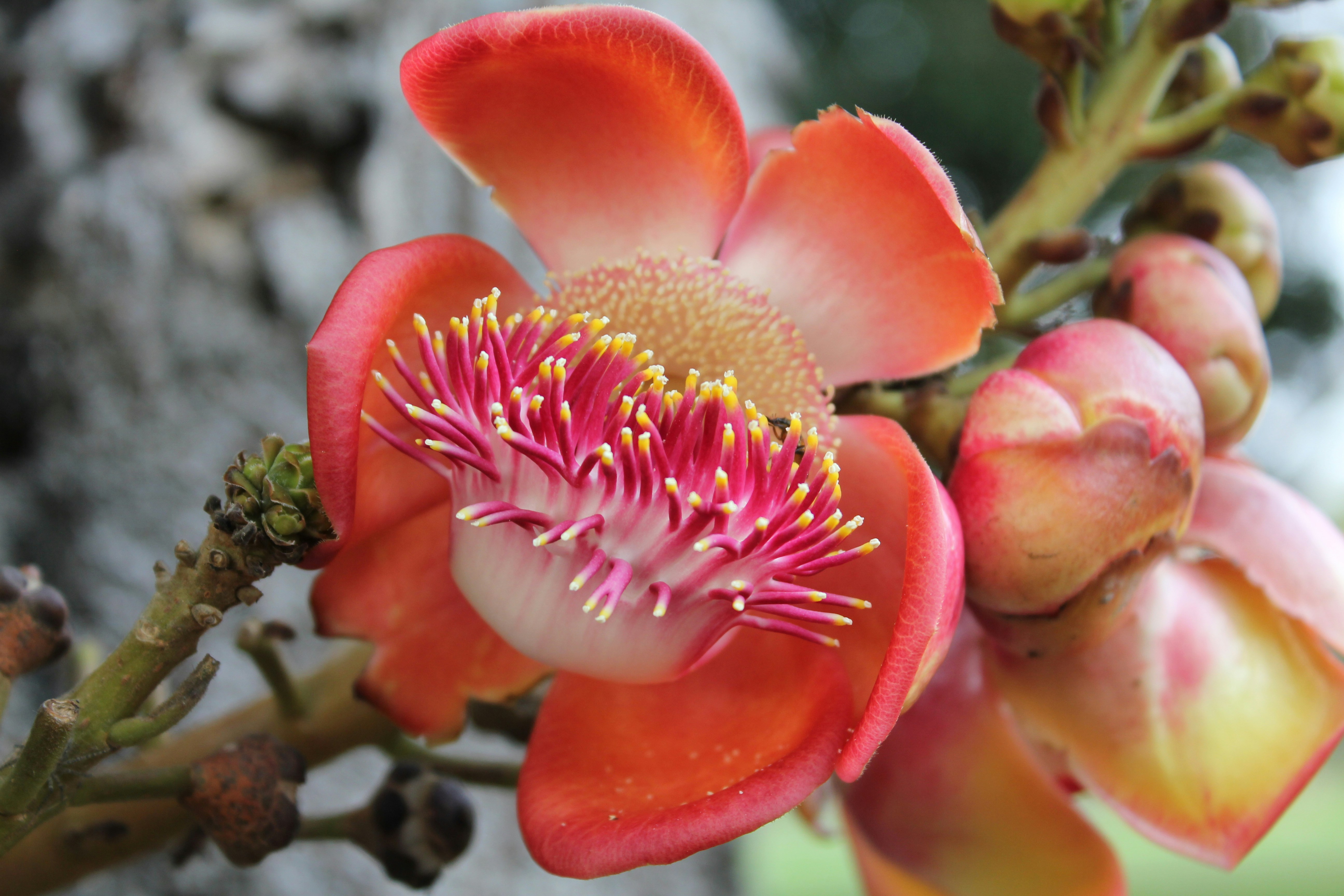 Flower / fruit from the Cannonball tree