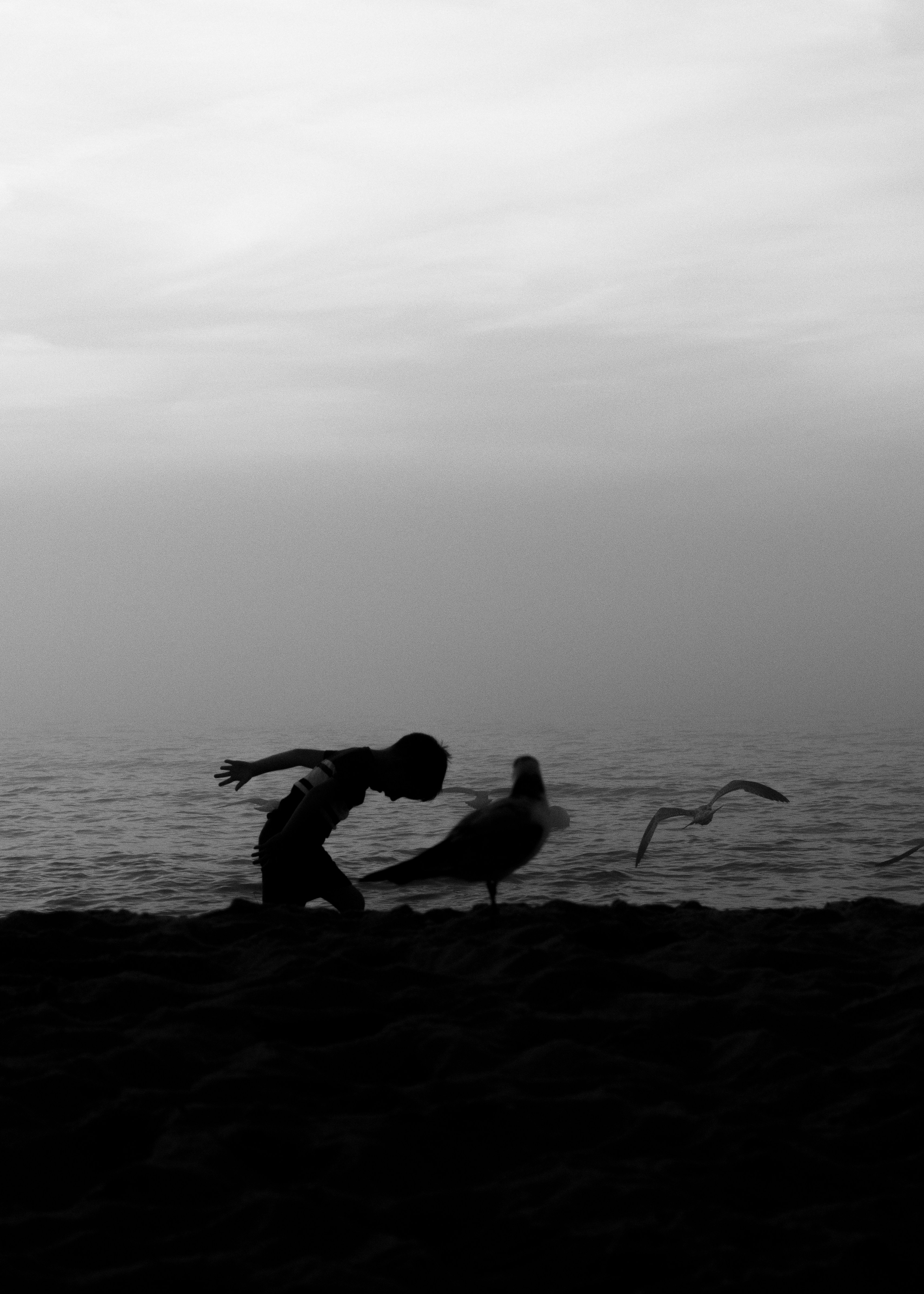 A man and two birds on a beach photo – Free Poland Image on Unsplash