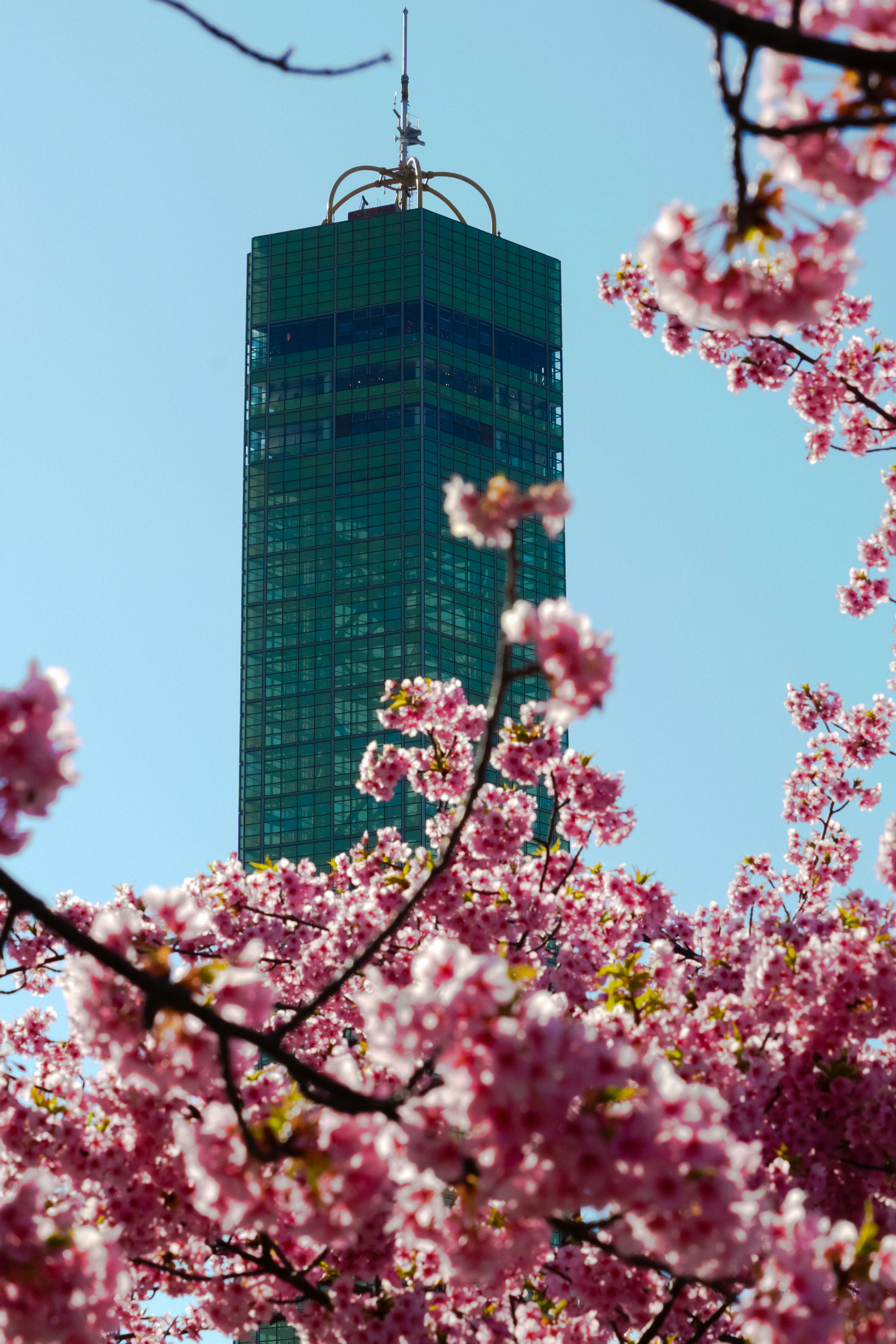 Sakura in Focus: The Glass Tower Reaches into Spring Sky