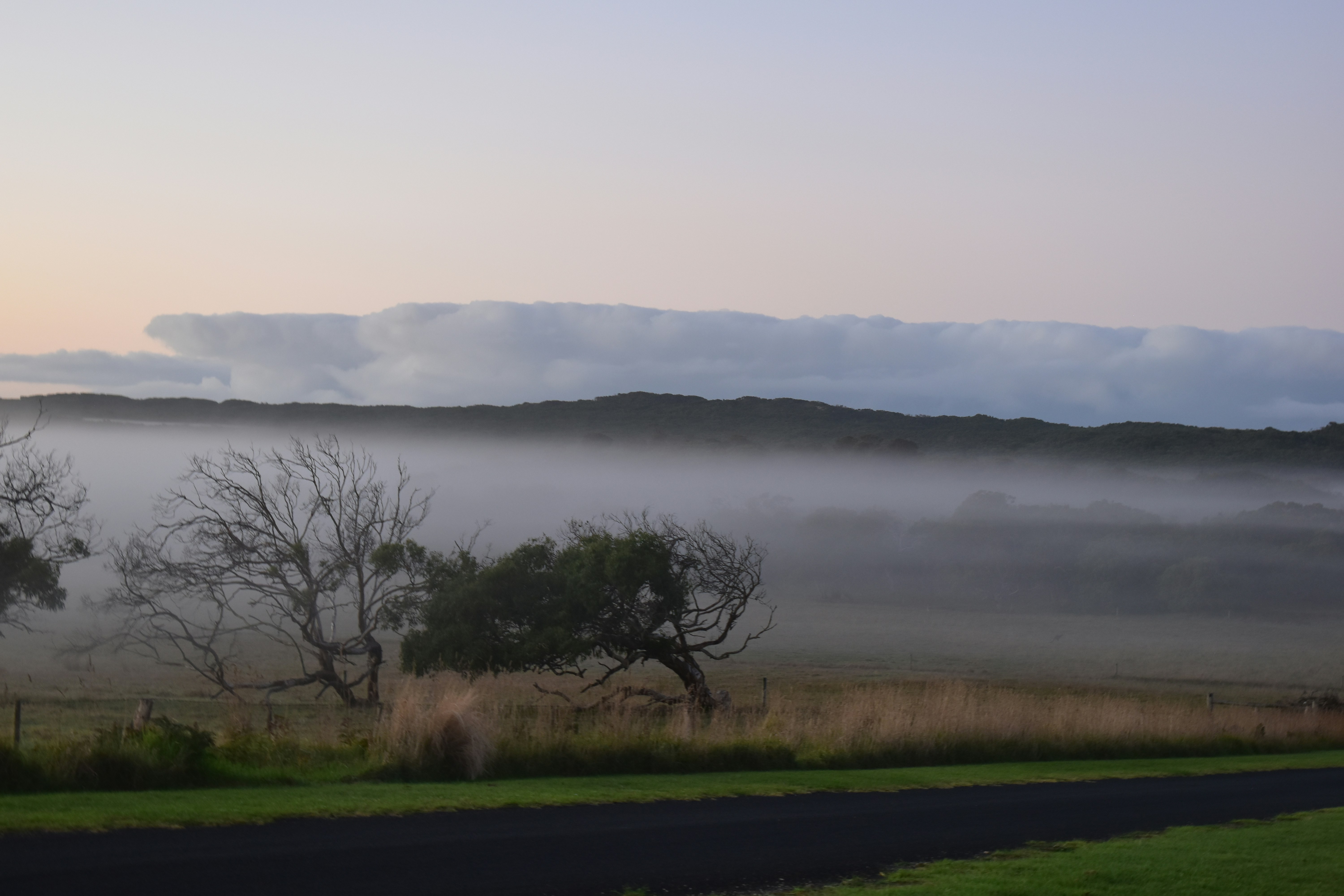 Dawn's Quiet Hold: Twin Trees Stand Against the Morning Mist
