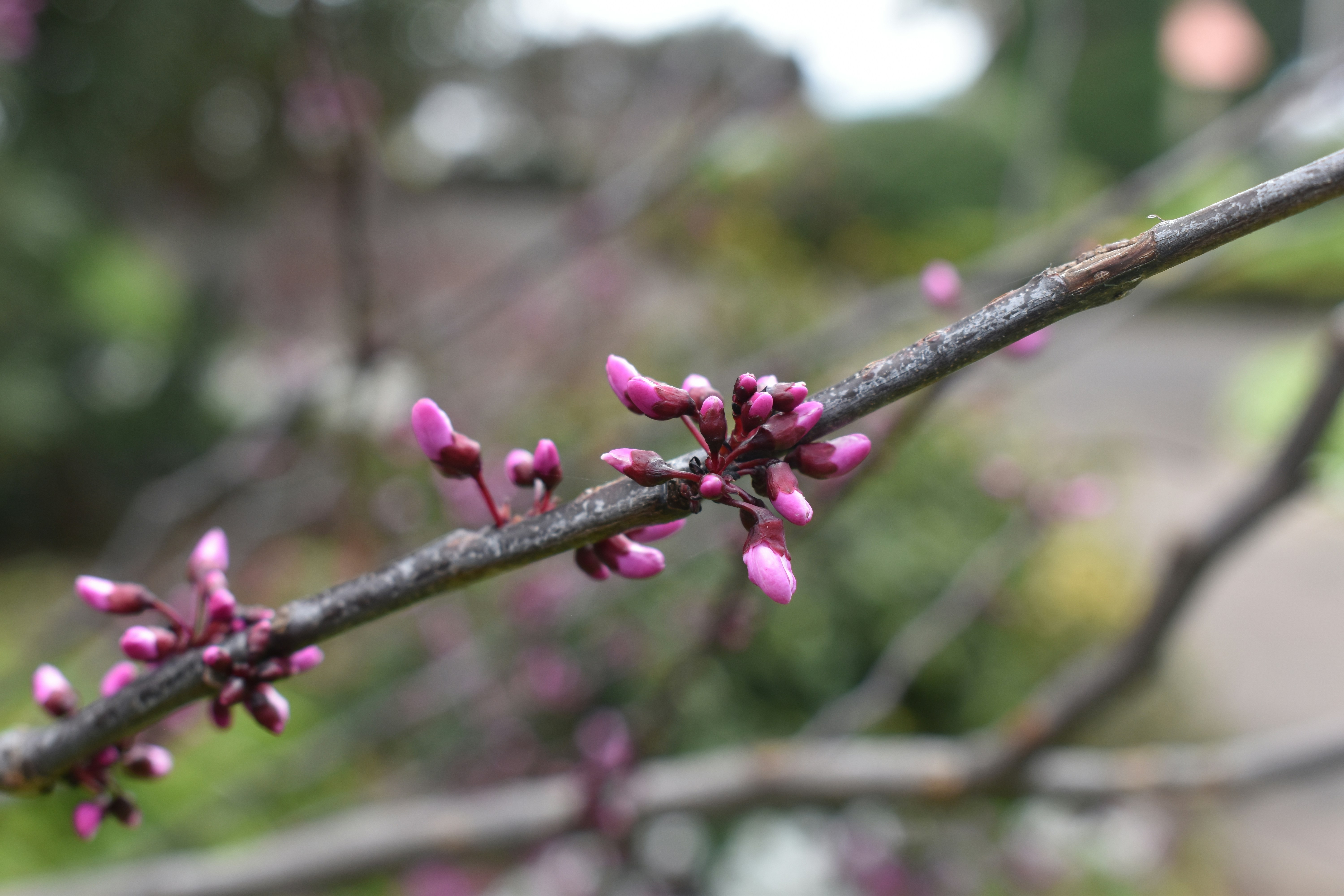 Petite Pink Buds: a Quiet Macro Moment on a Branch