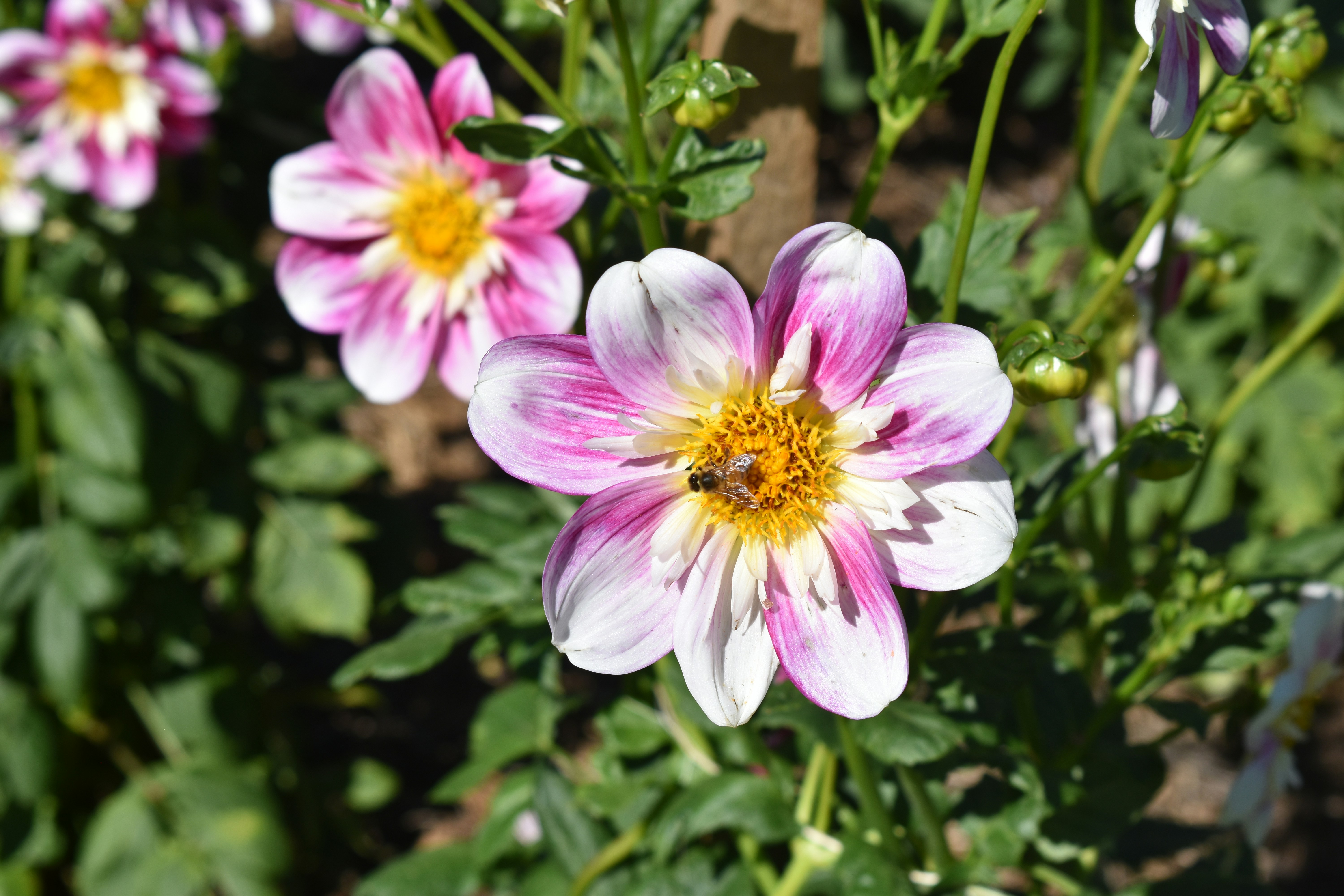 Bee on a Pink-White Garden Blossom: Sunlit Petal Portrait