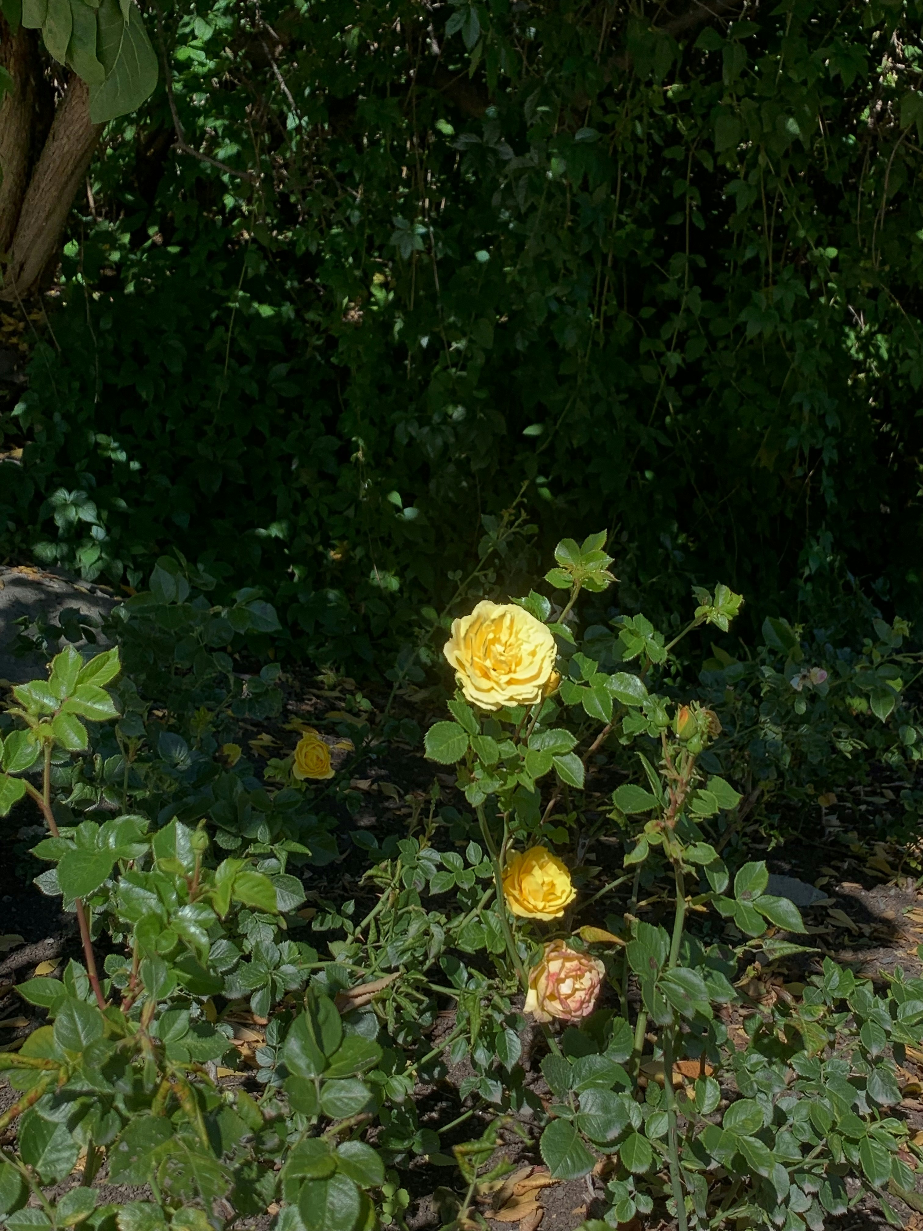 Gold in the Shade: A Yellow Rose in a Quiet Garden Border