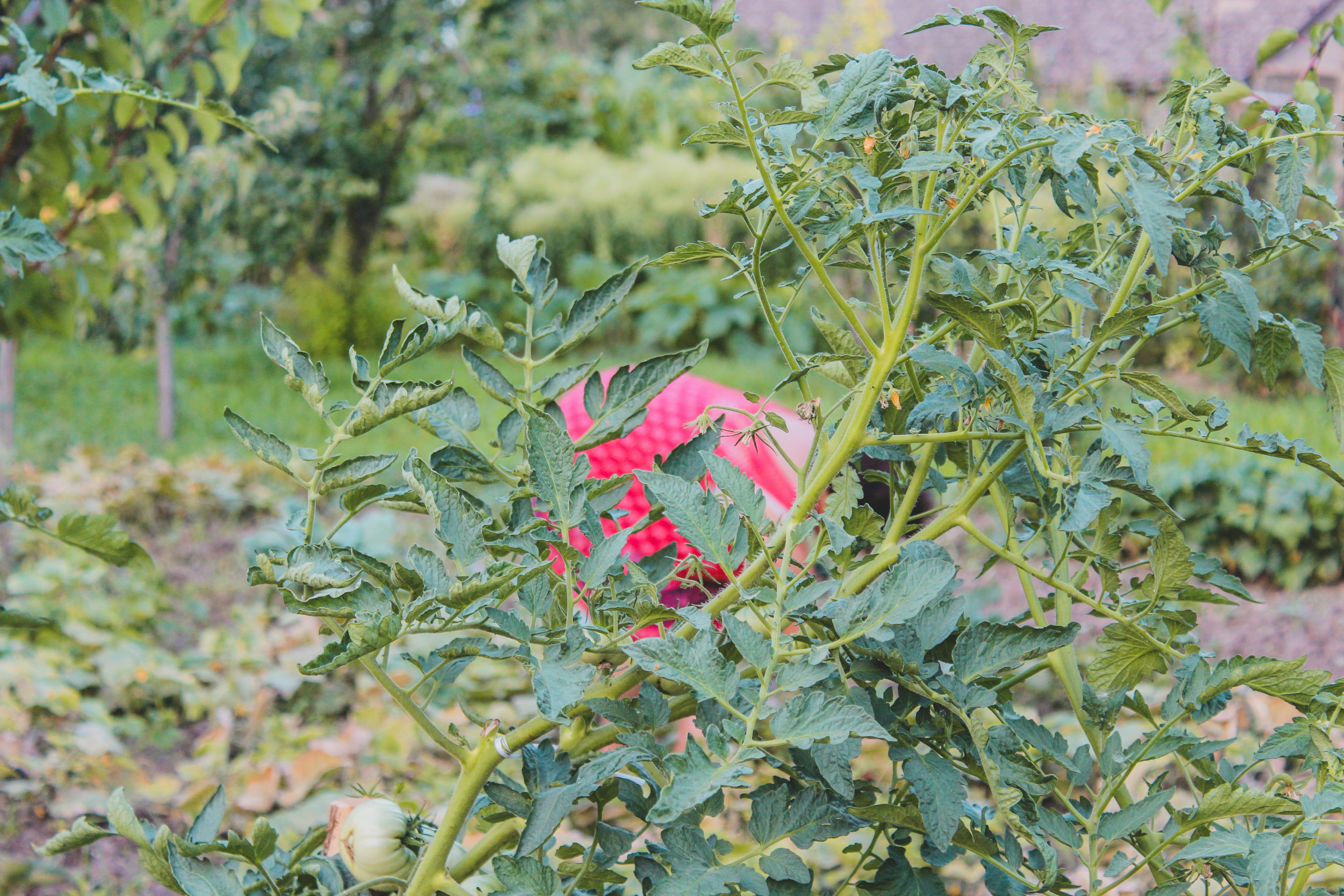 Scarlet Amid the Tomato Leaves: A Quiet Garden Moment