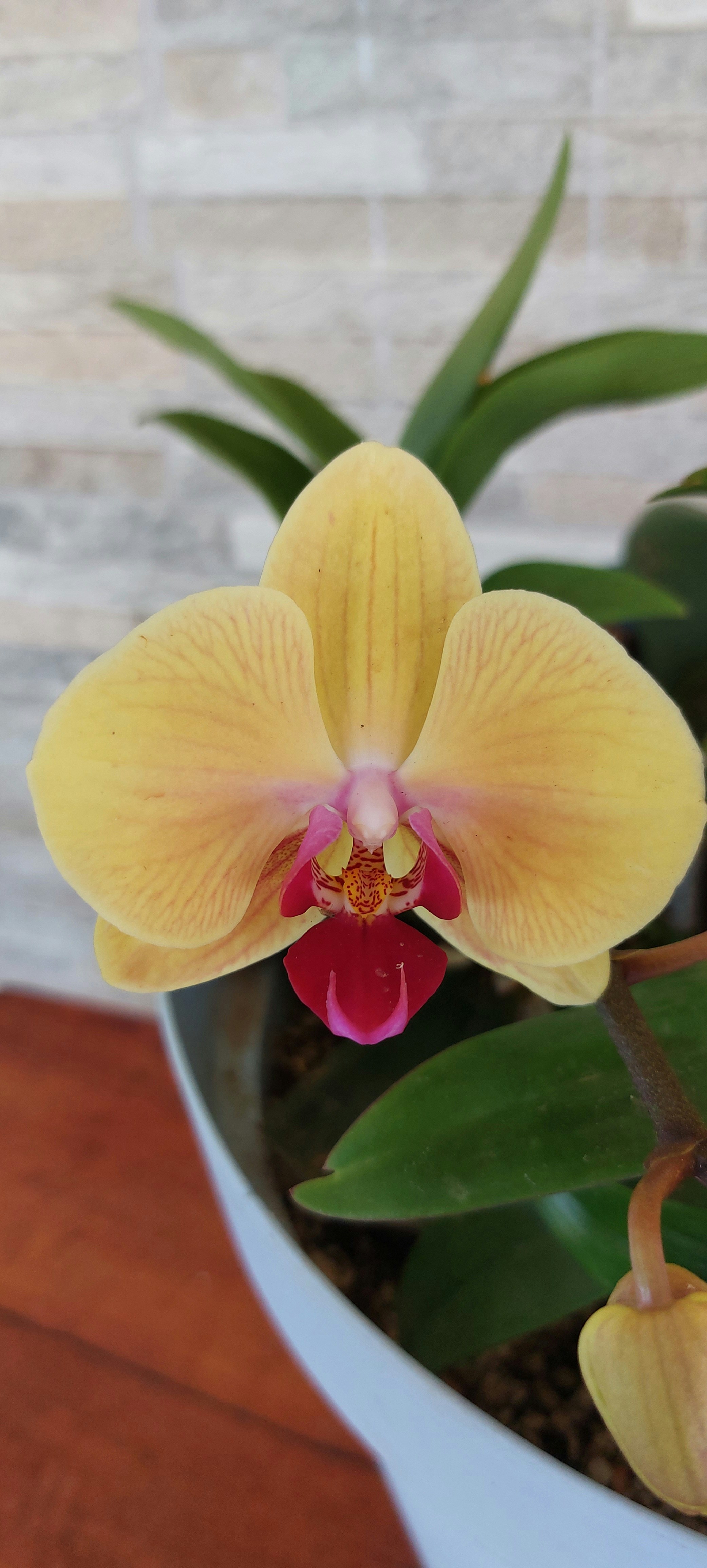 Yellow orchid bloom with pink lip in a white pot against a brick backdrop
