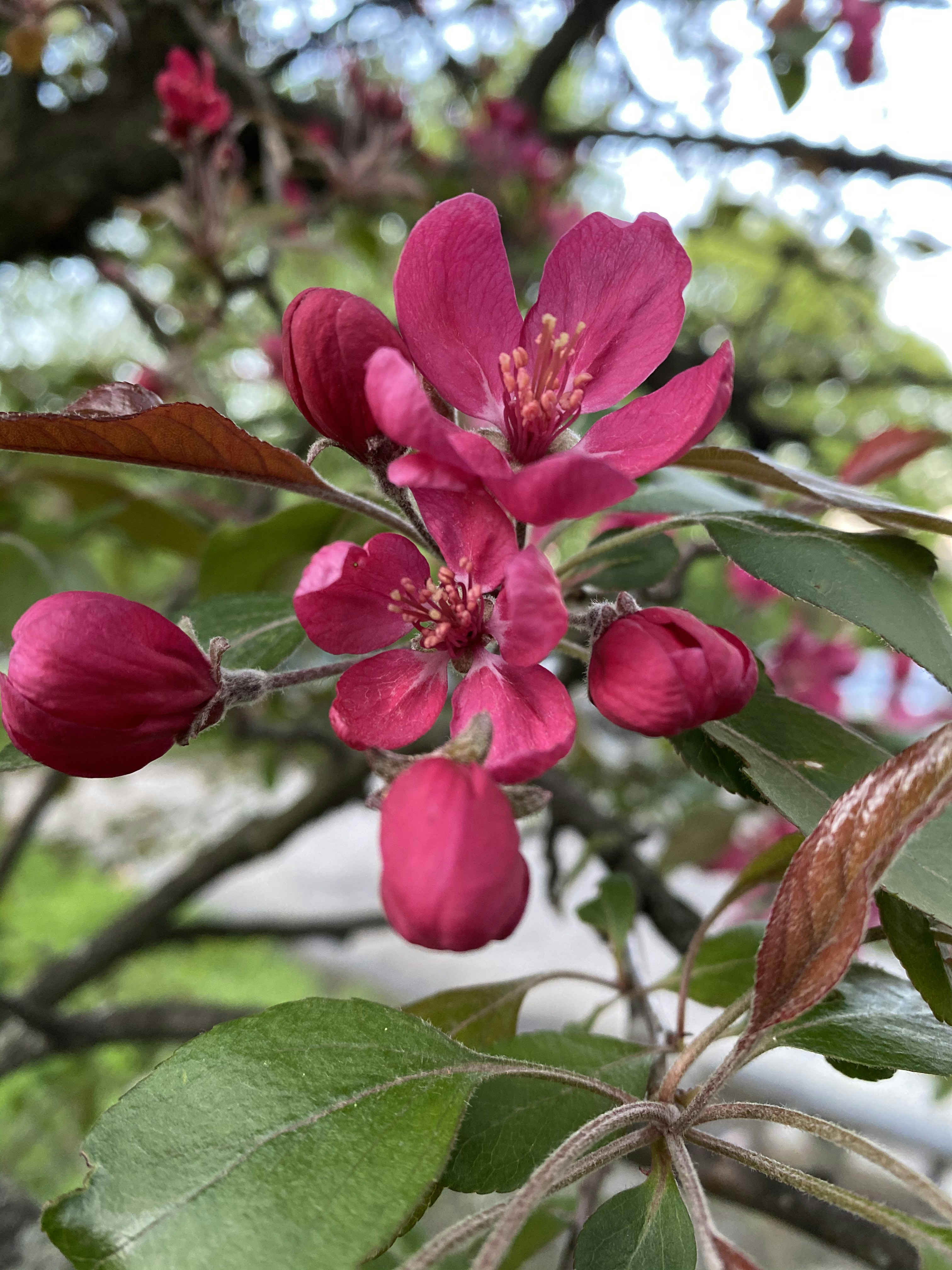 Pink blossom of apple tree