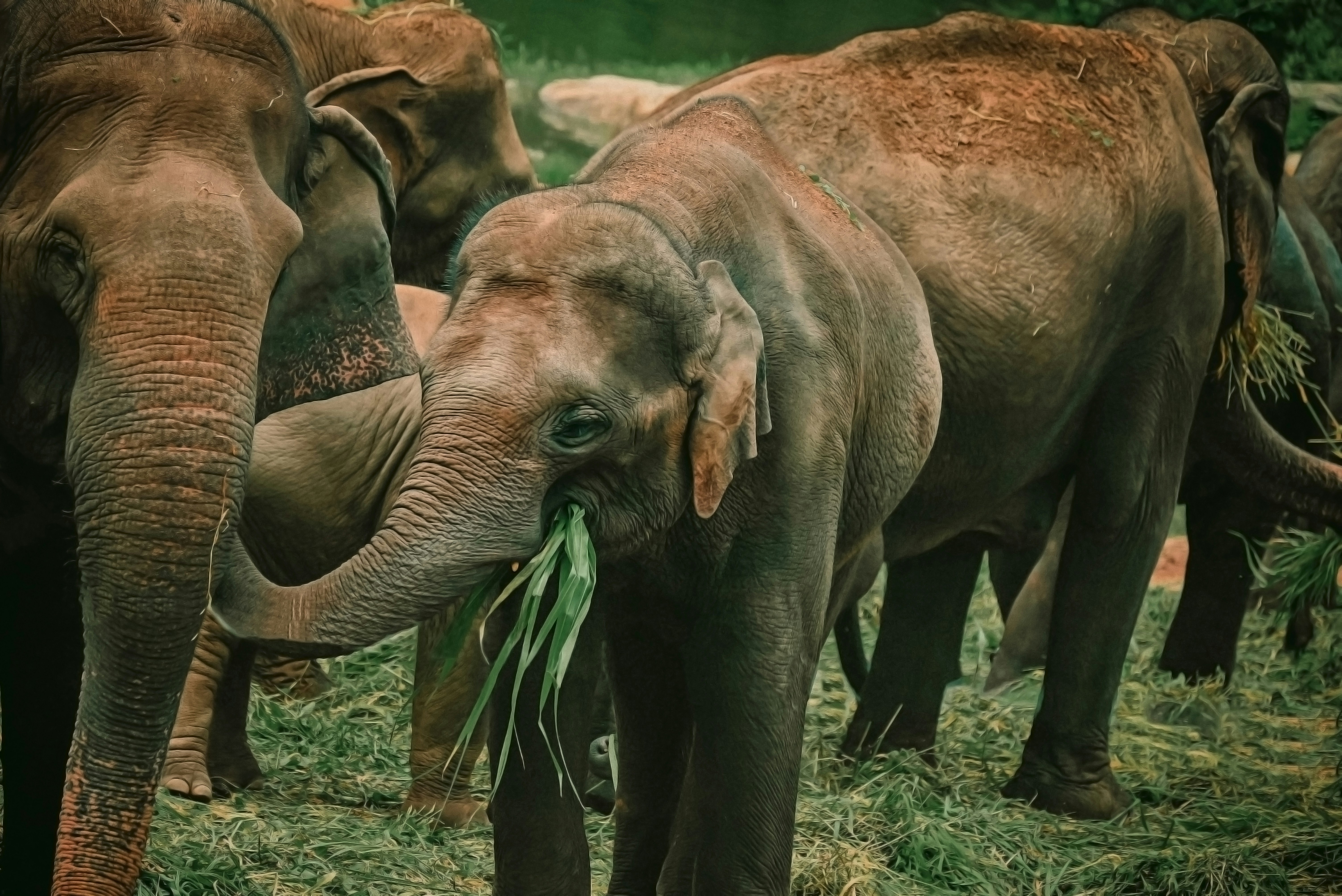 A group of elephants stand in a grassy area photo – Free Bannerghatta ...