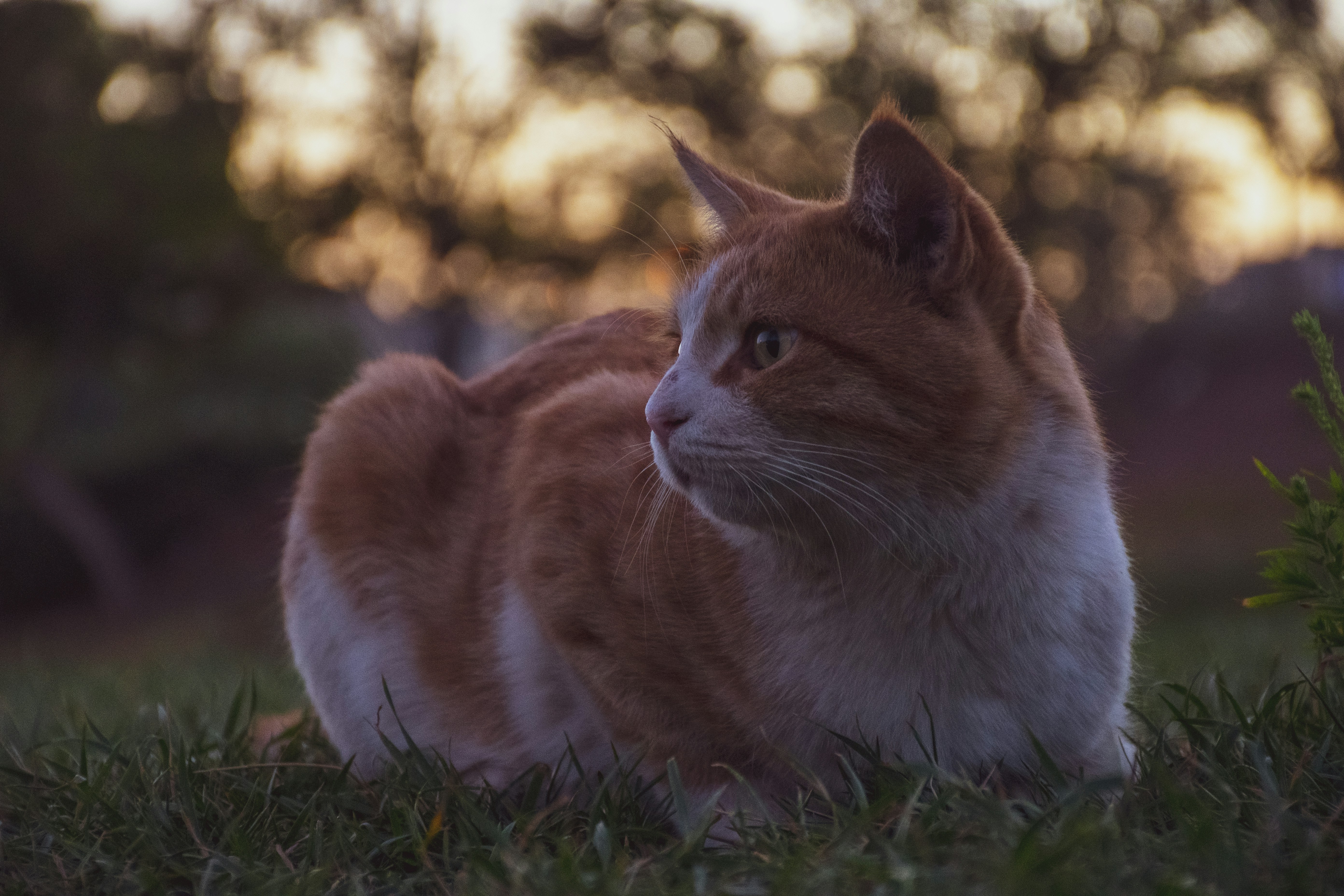 Cat Landscape Pictures | Download Free Images on Unsplash