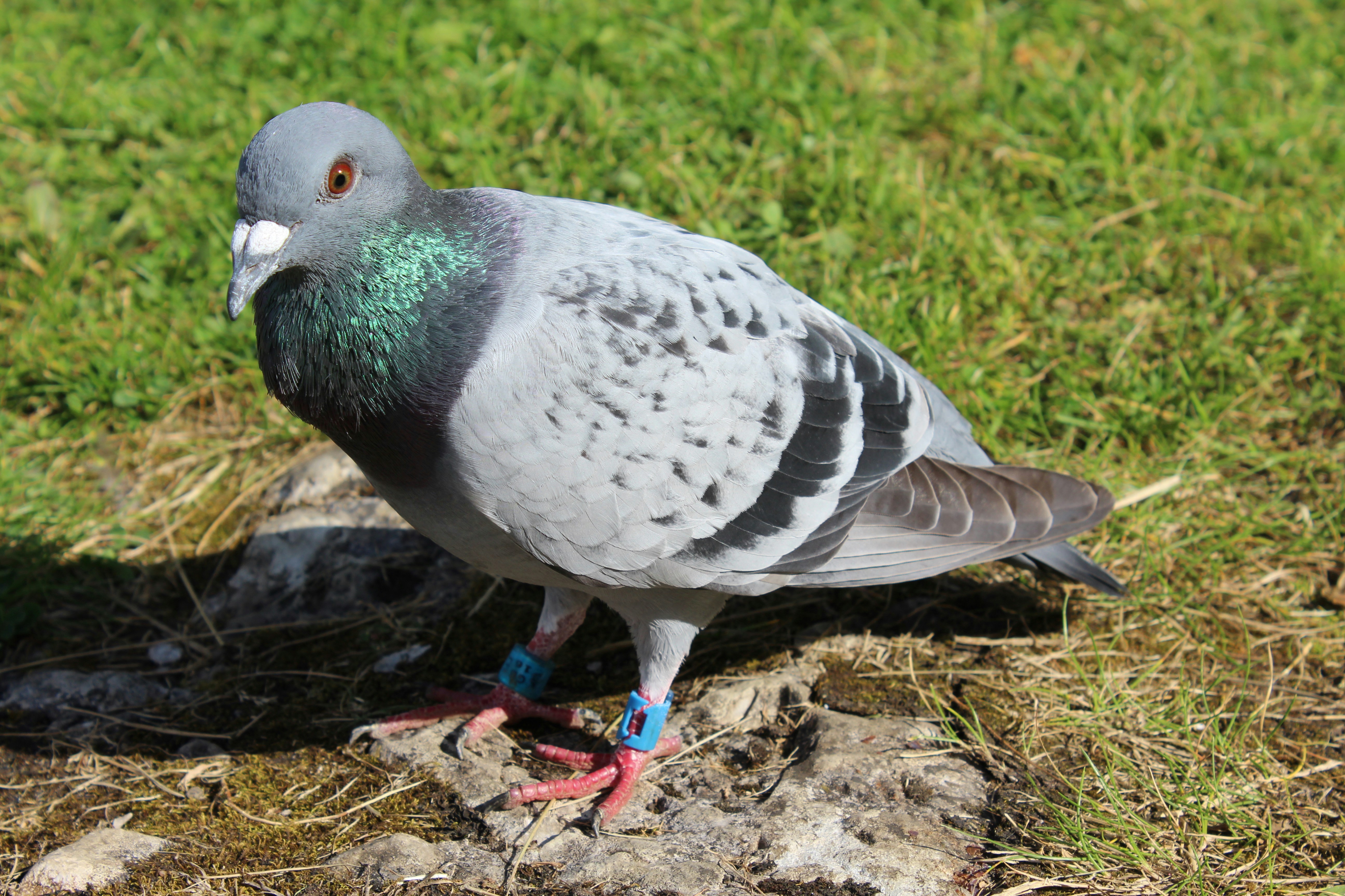 a bird standing on the ground