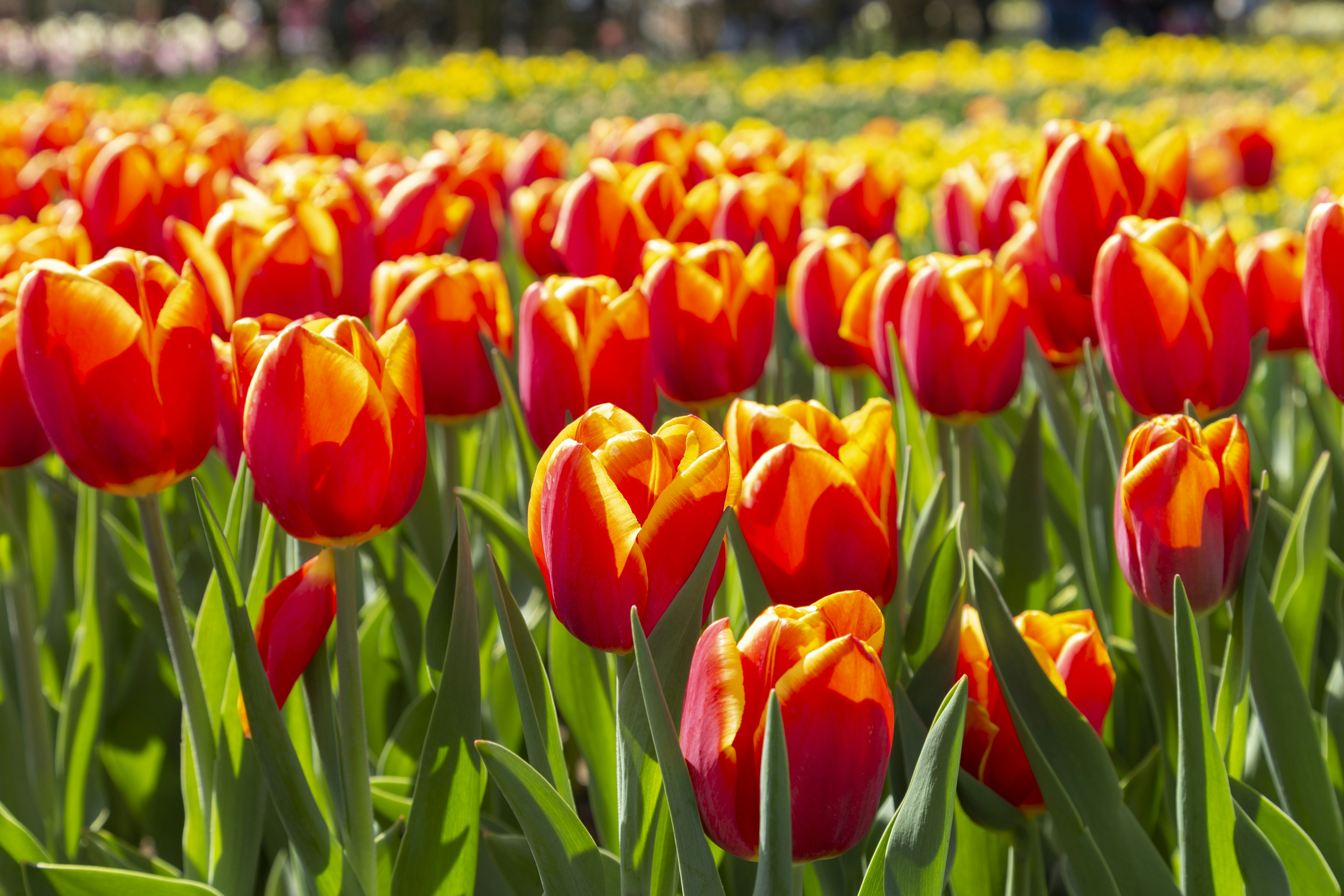 Bright red and yellow tulips bask in sunlight at a garden festival.