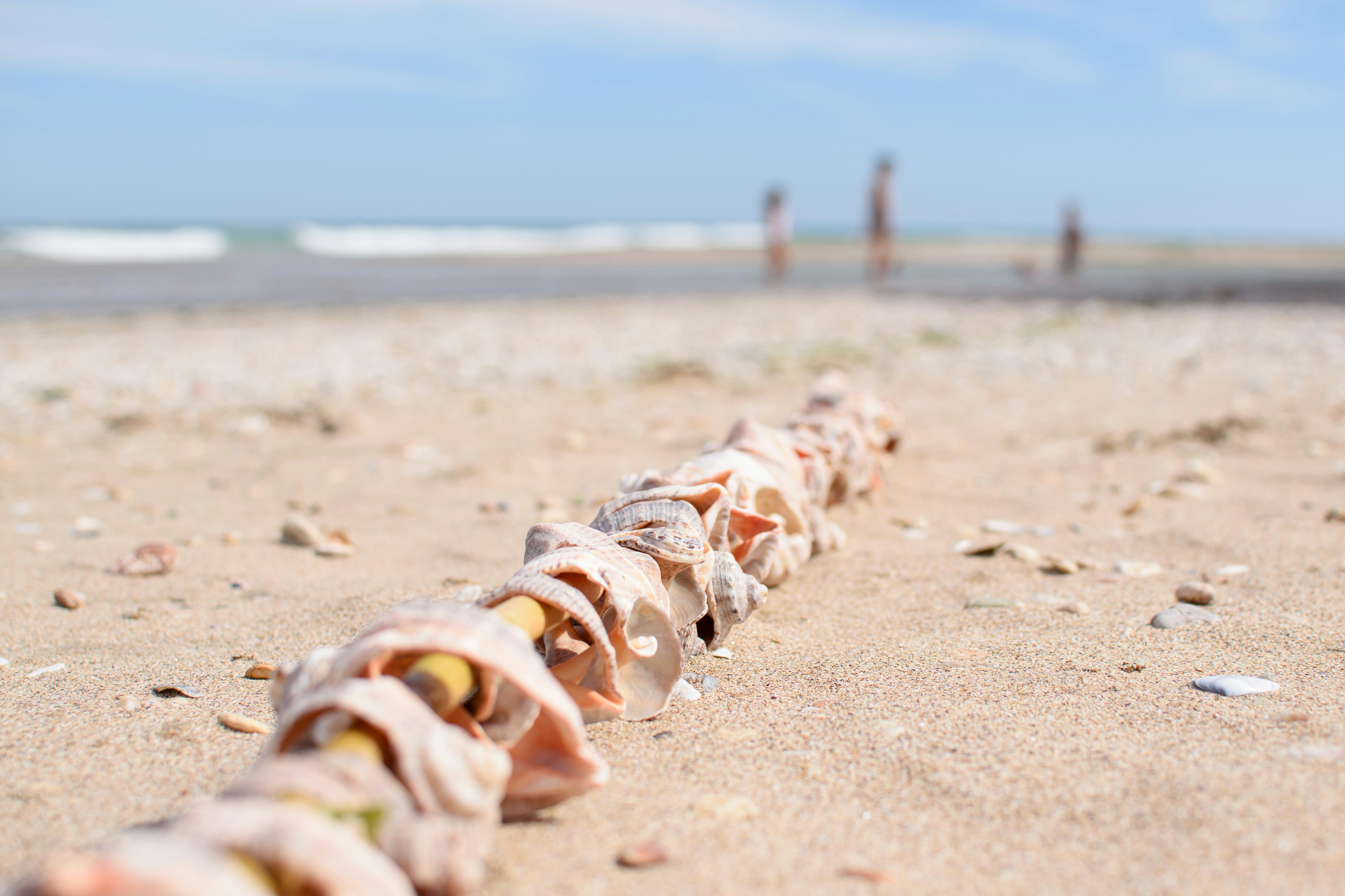 A bunch of seashells on a beach photo – Free Shells Image on Unsplash