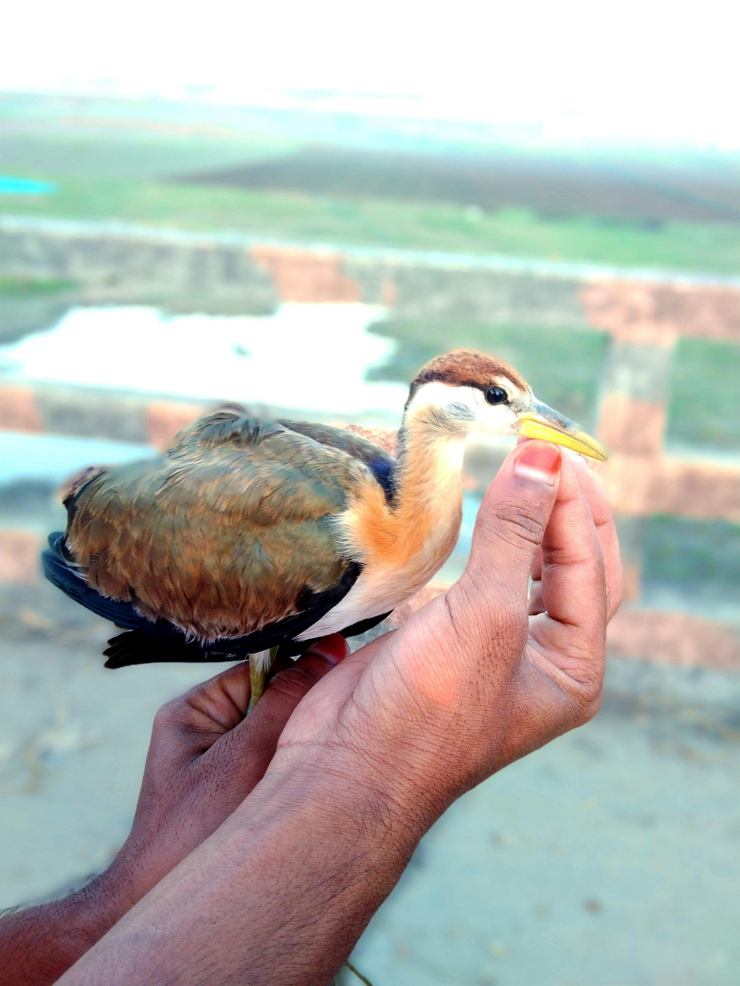 A person gently feeds a small wading bird perched on their hand, with a blurred outdoor backdrop.