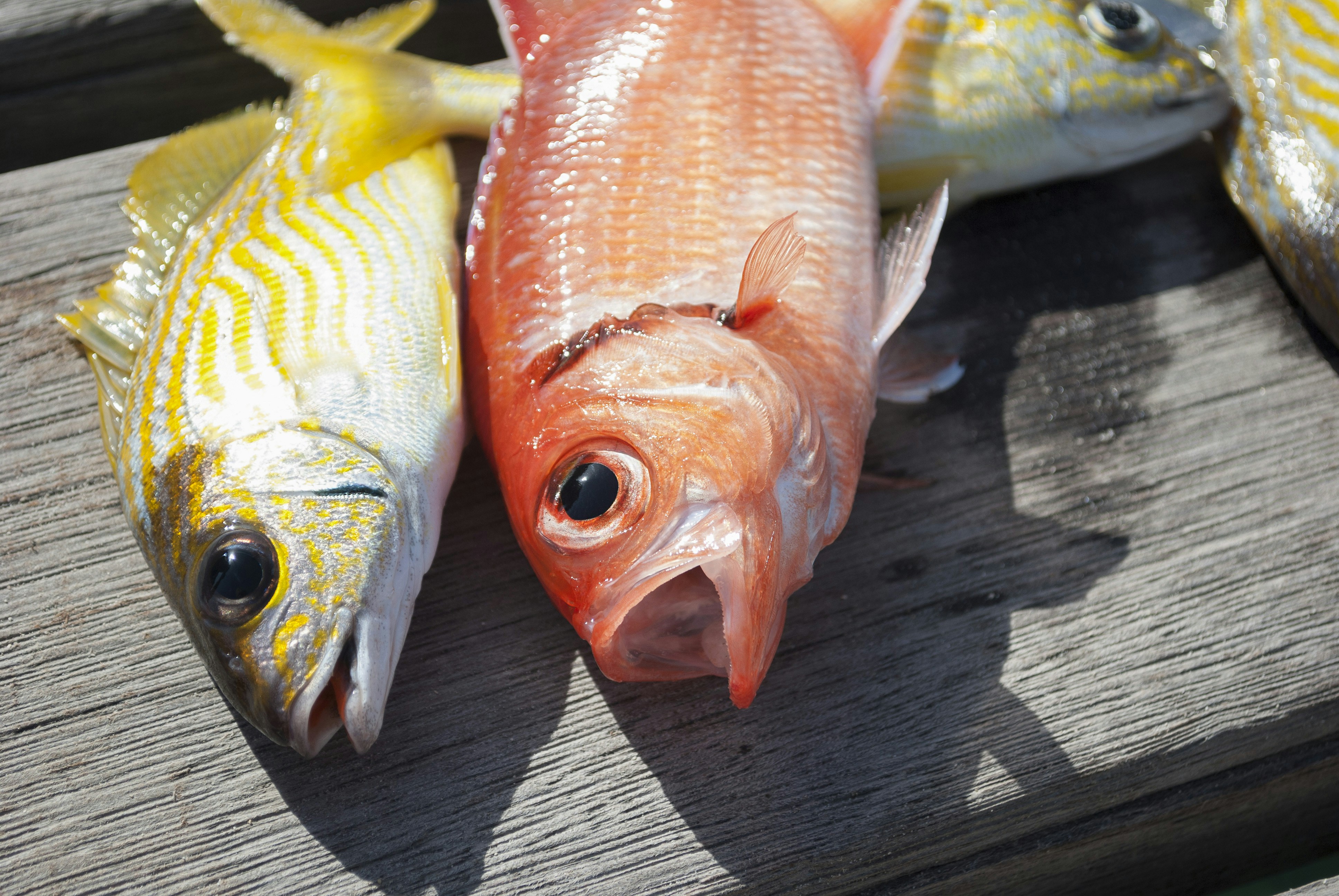 A group of fish photo – Free Islas del rosario Image on Unsplash
