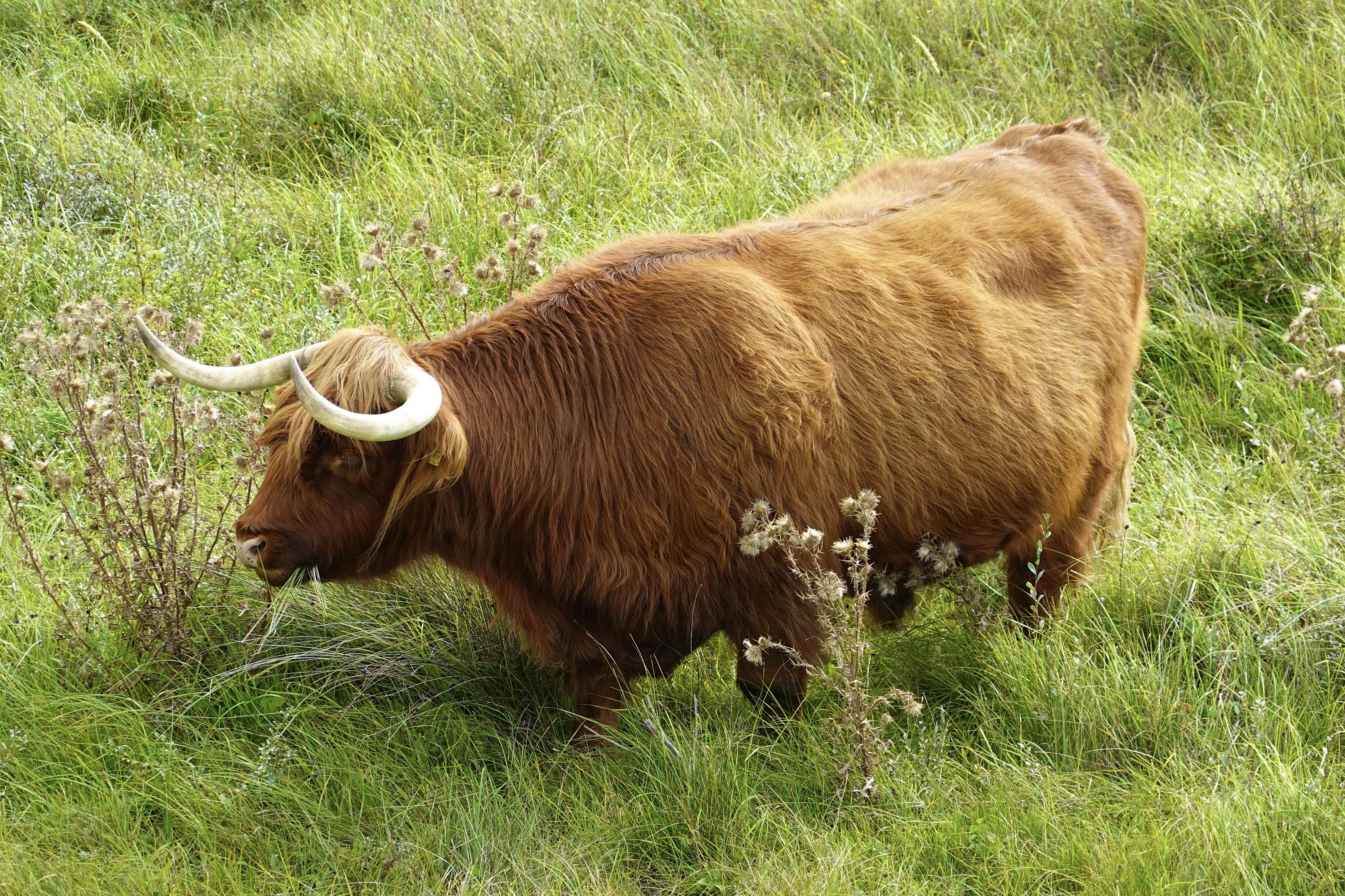A Highland cow grazing in a lush green field, showcasing its distinctive long horns and rich brown fur.