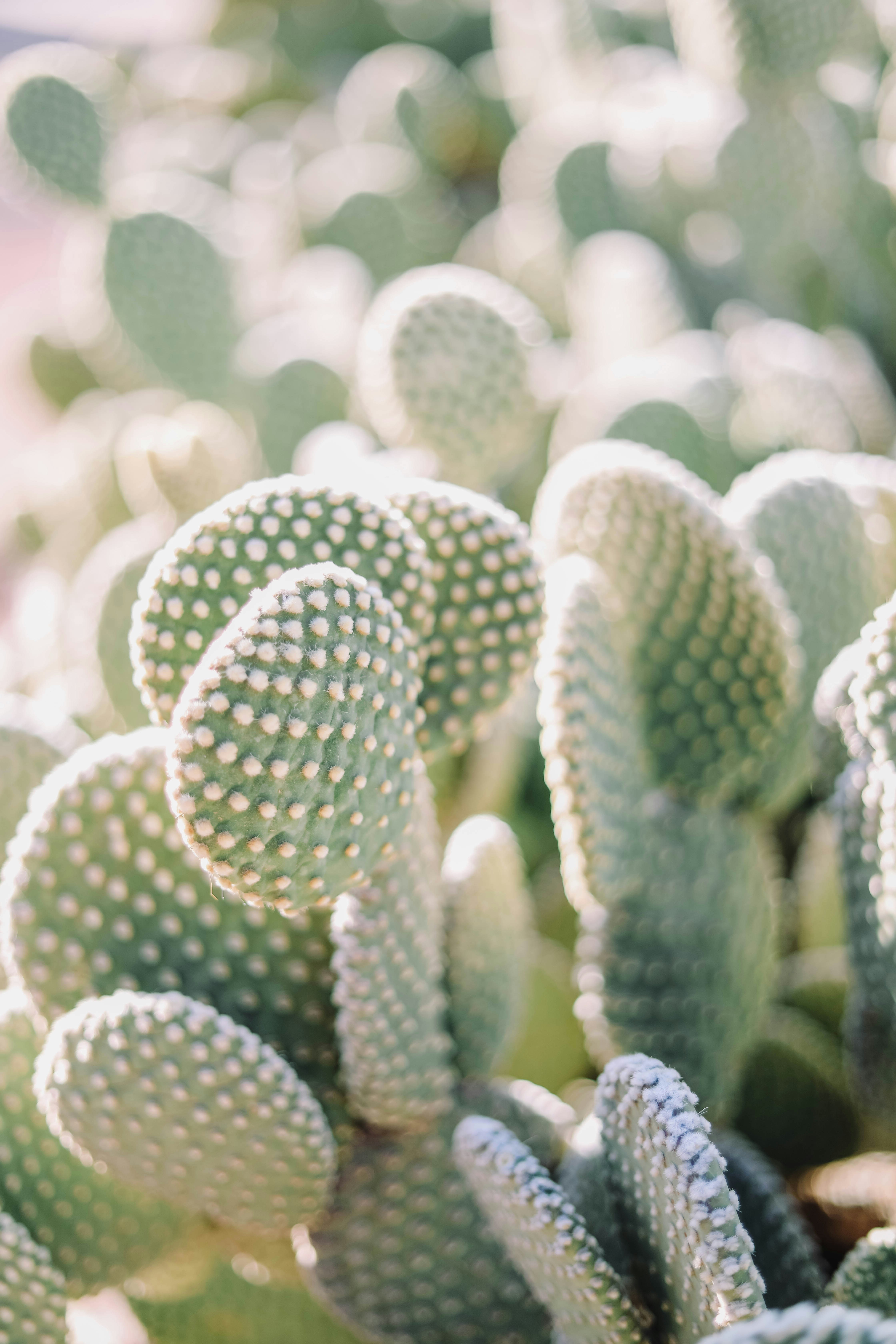 Gros plan d’un cactus photo – Photo Phénix Gratuite sur Unsplash