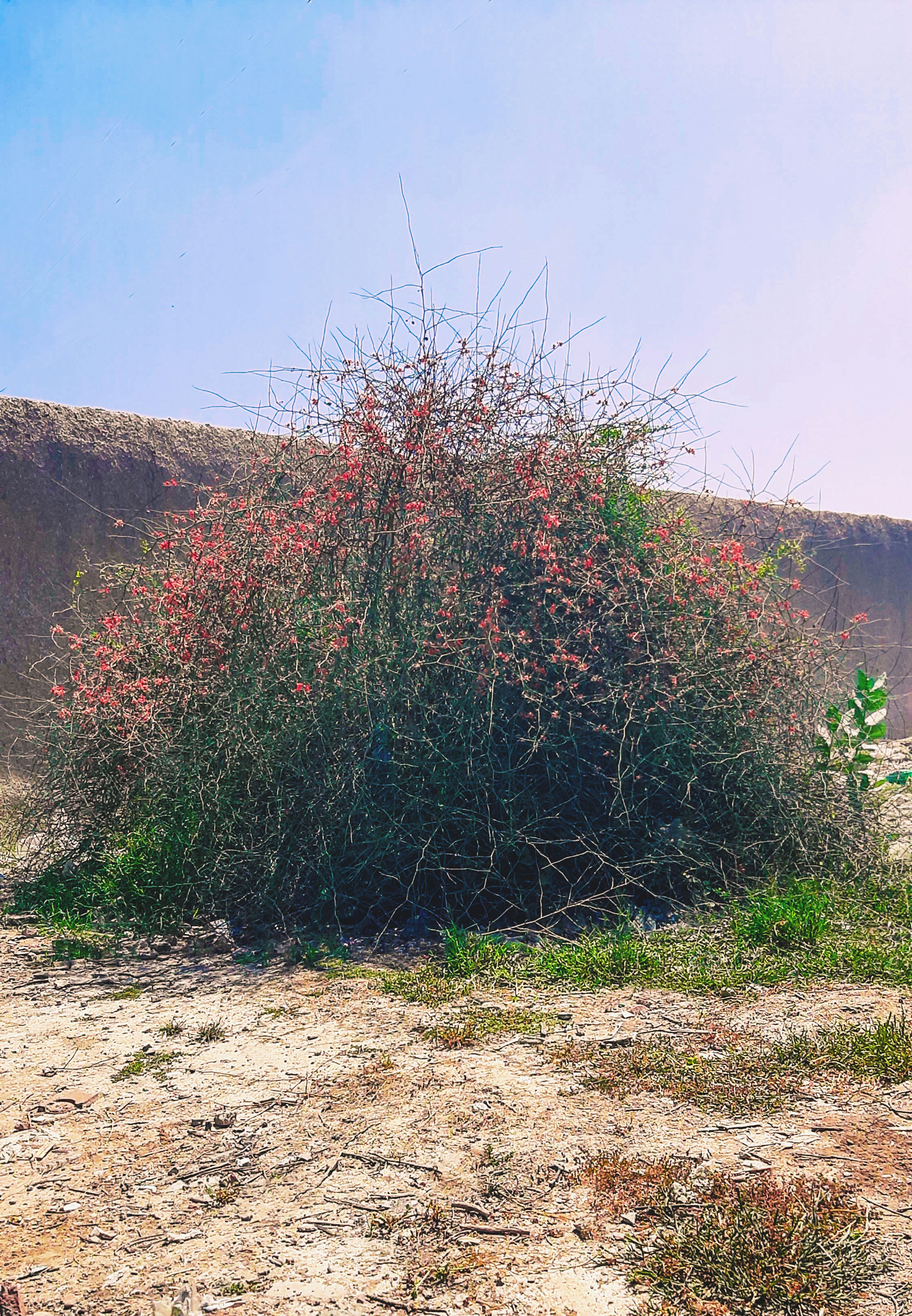 Un buisson aux fleurs rouges photo – Photo La nature Gratuite sur Unsplash