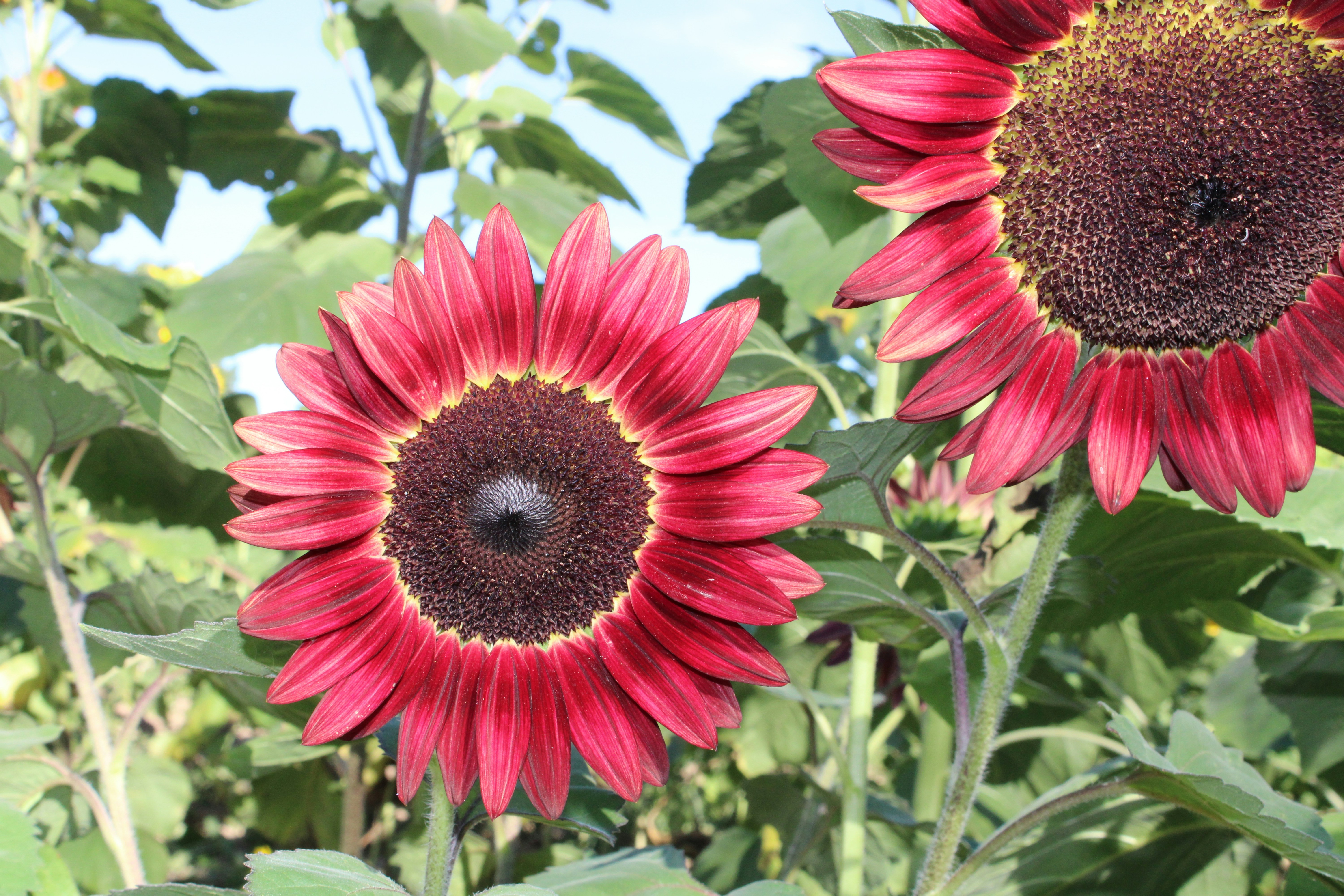 a group of flowers