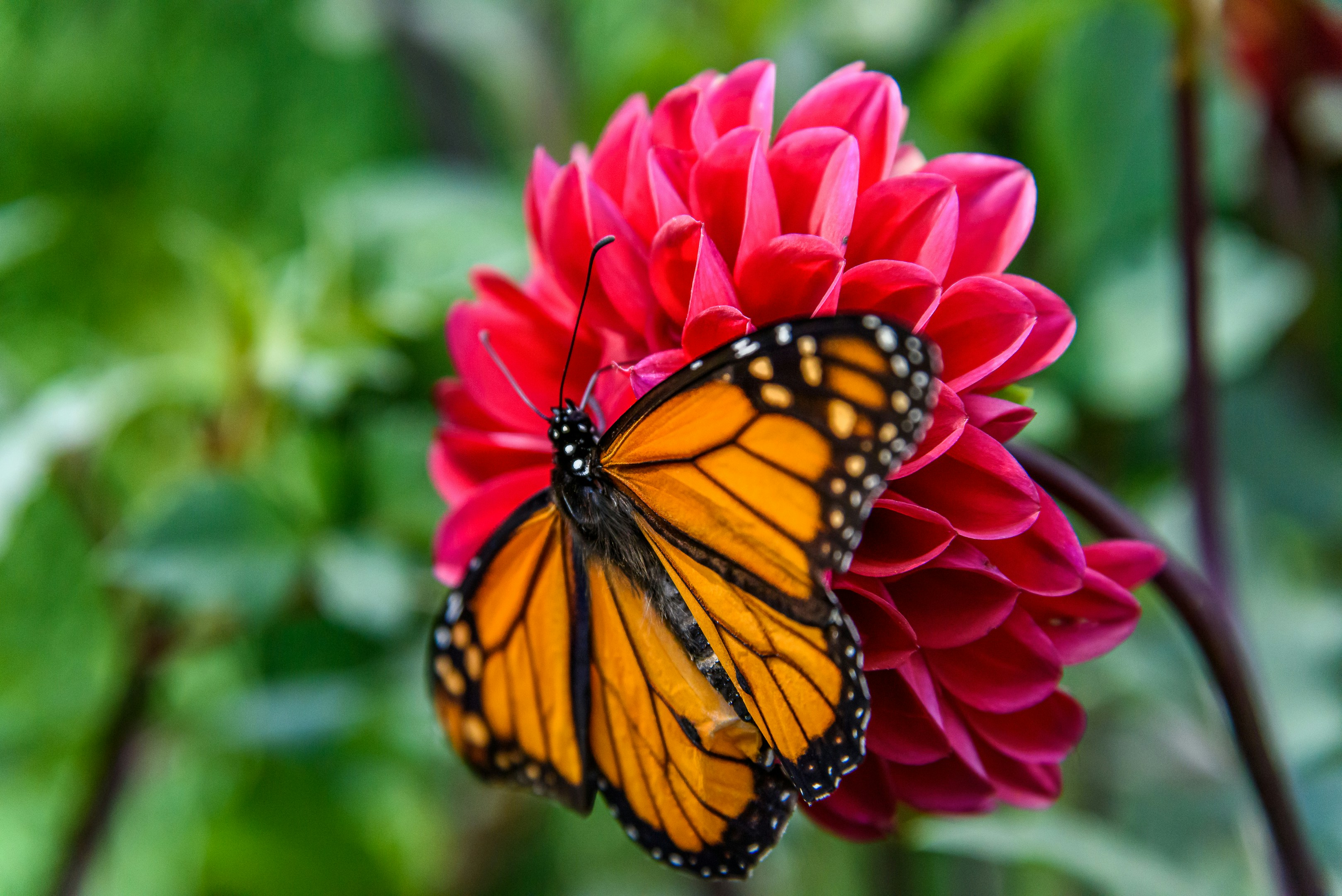 A butterfly on a flower photo – Free Lancaster county Image on Unsplash