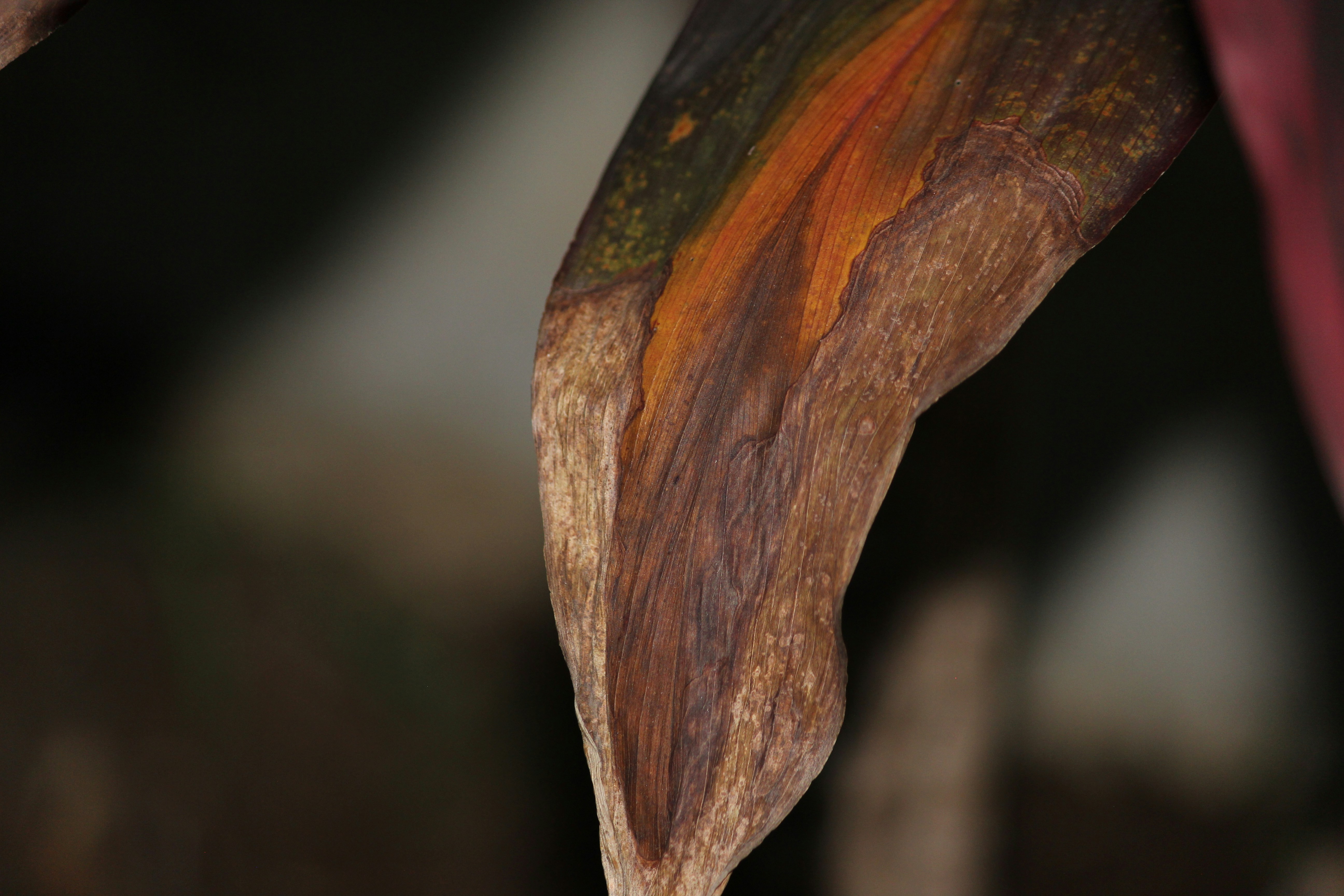 a close up of a tree trunk