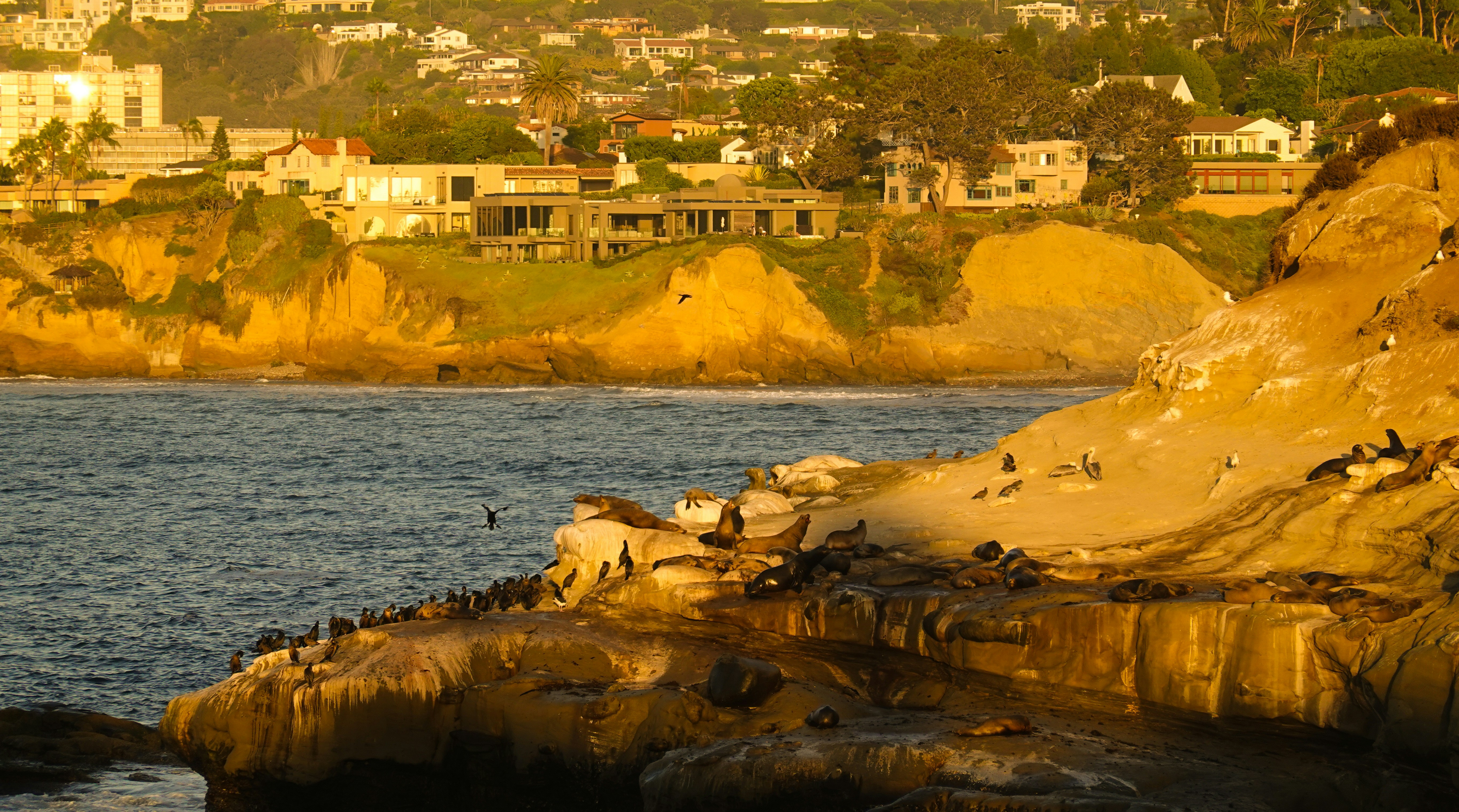 Coastal Cliffline in Golden Hour Light