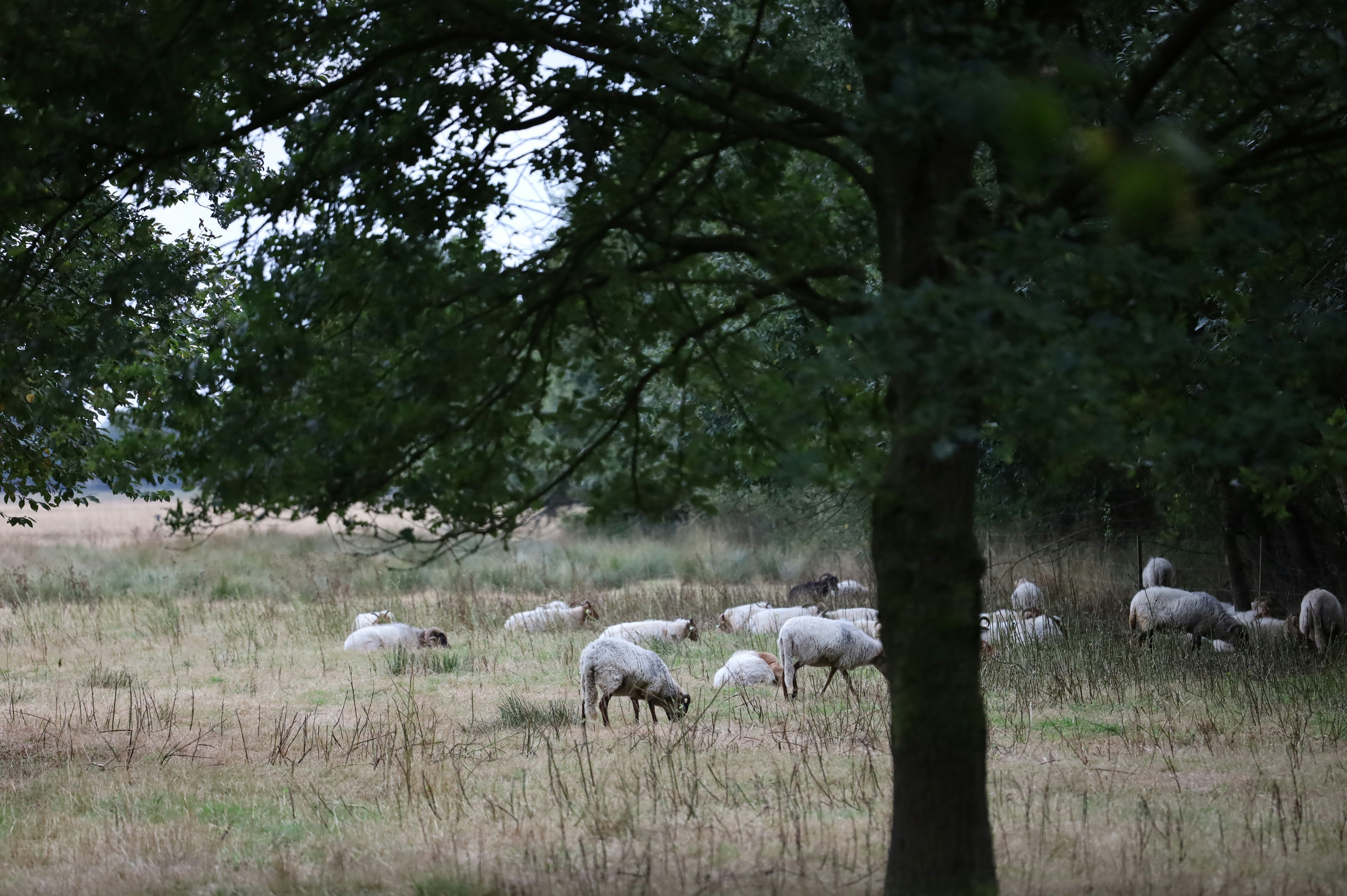 Pastoral Serenity: A Quiet Grazing Scene