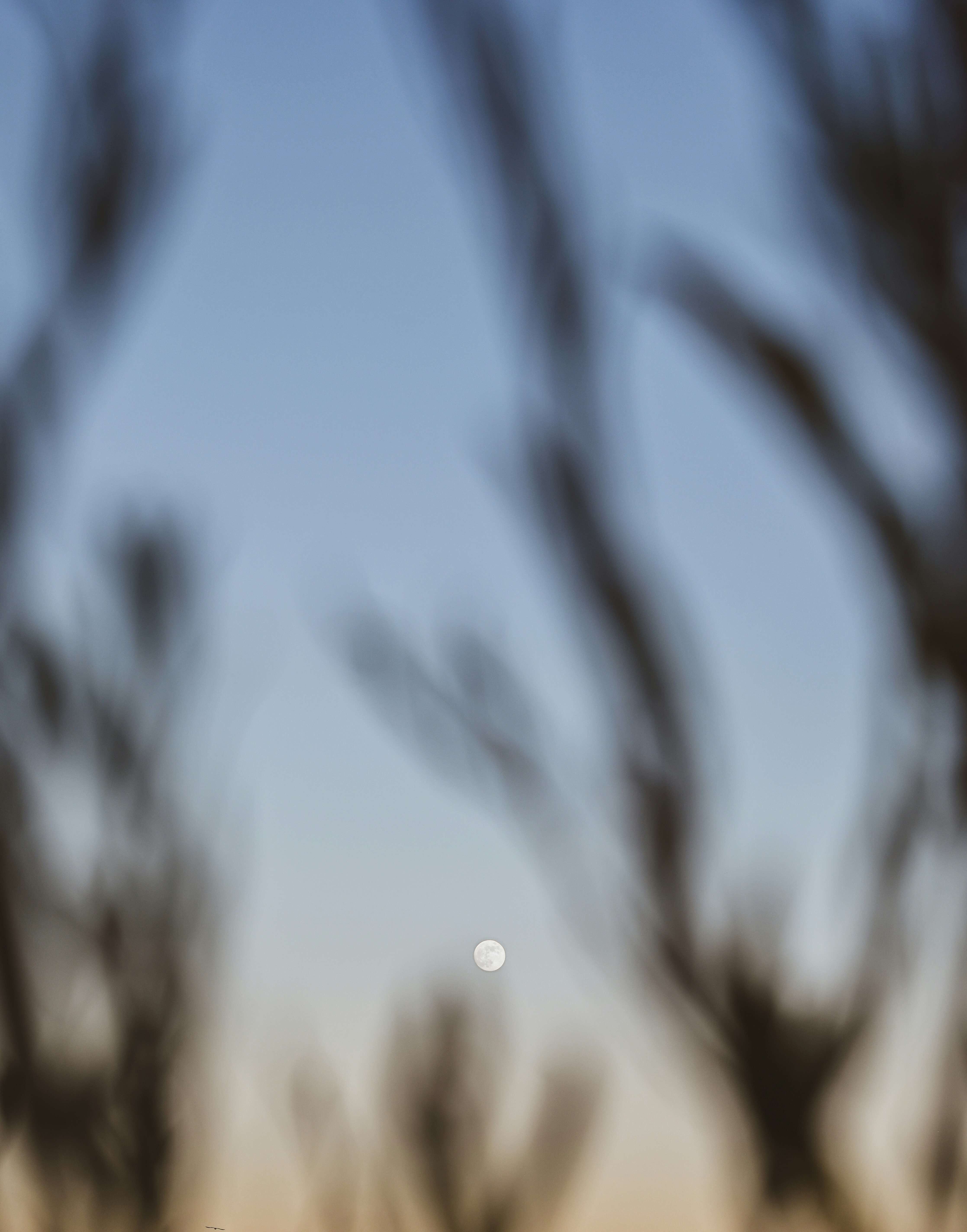 Moon Through the Blades: A blurred prairie evening