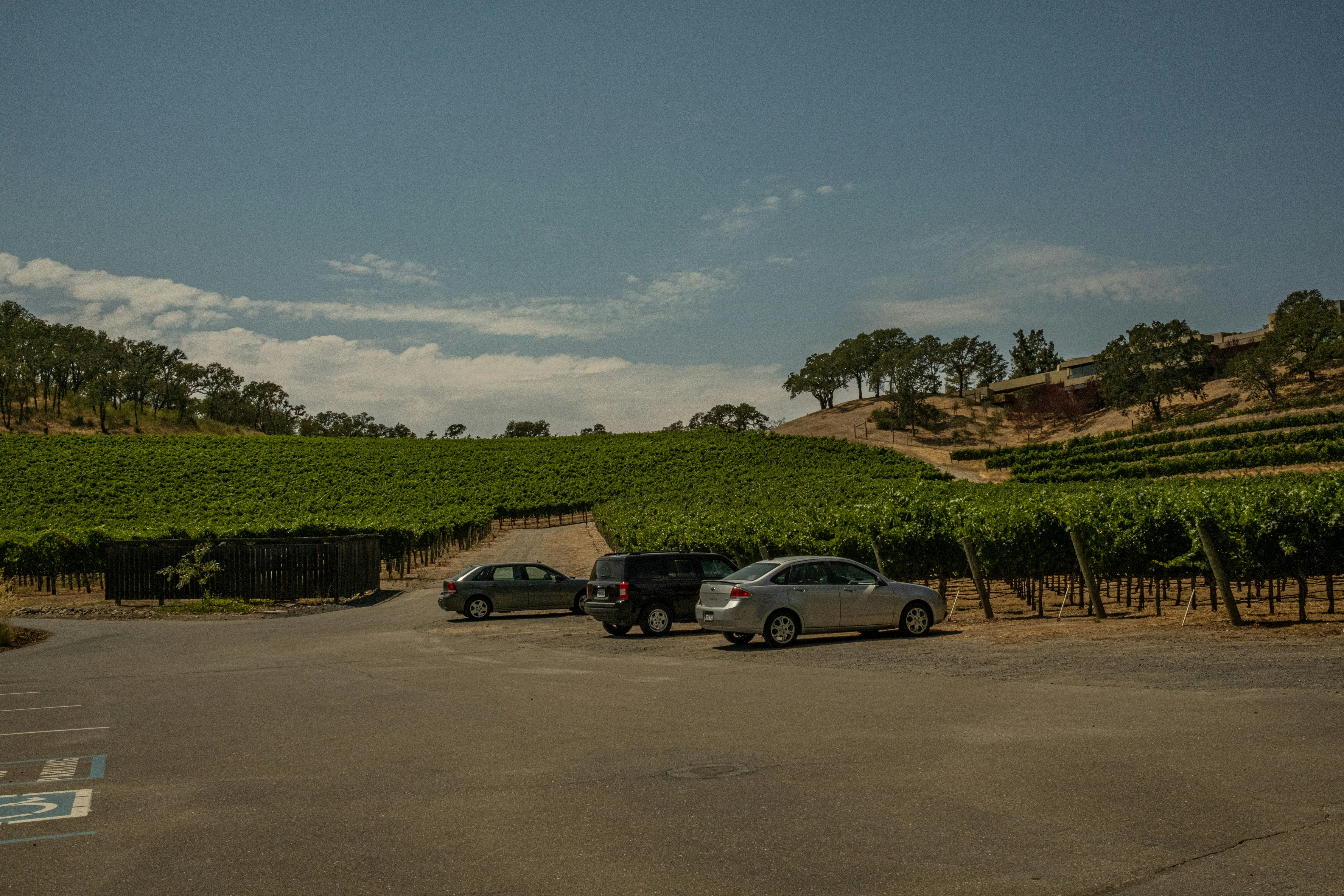 Quiet Parking Amid Terraced Vines Under Summer Sky
