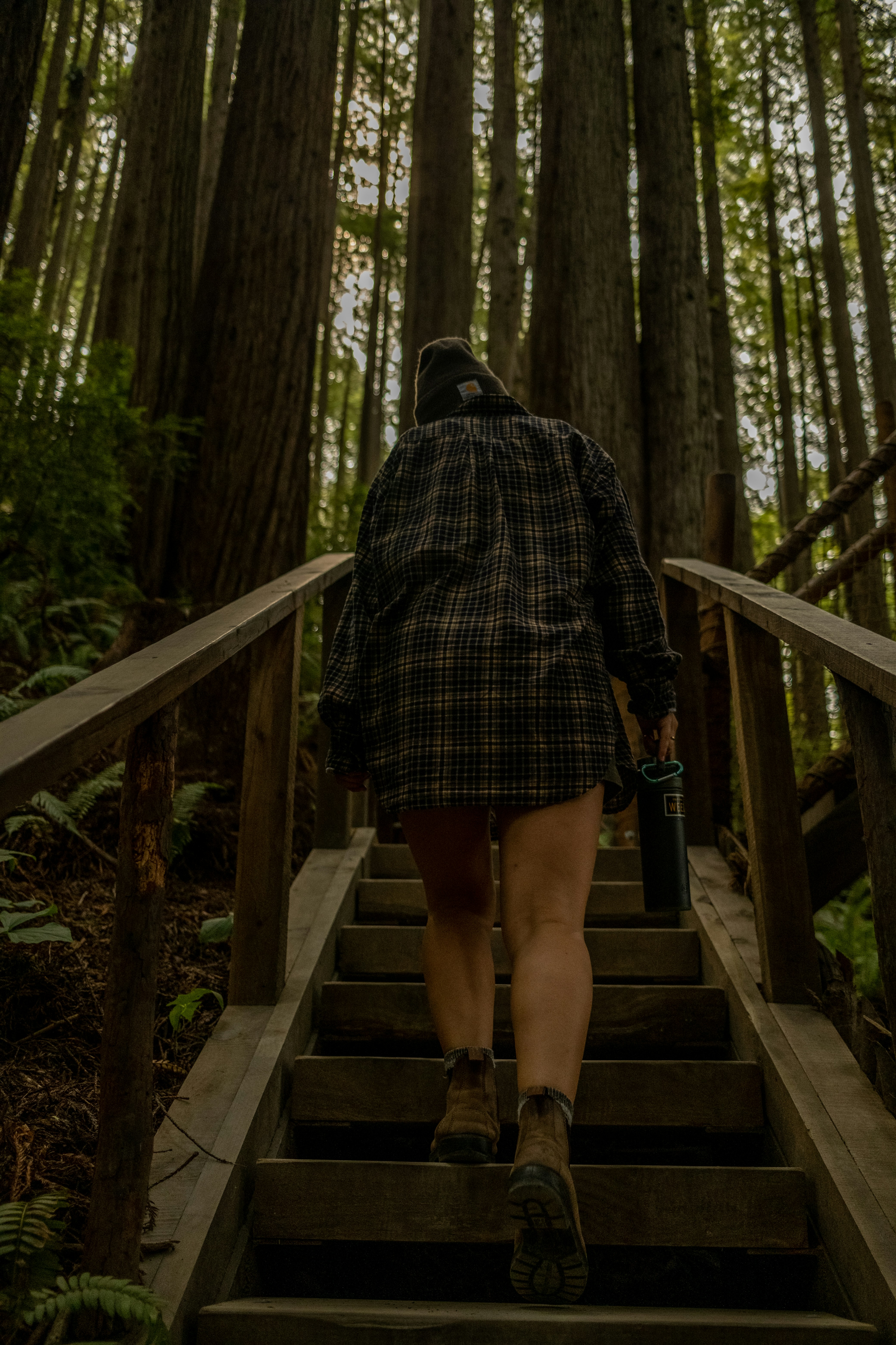 Shadowed Ascent: Plaid-Clad Climber Rises Through a Redwood Staircase