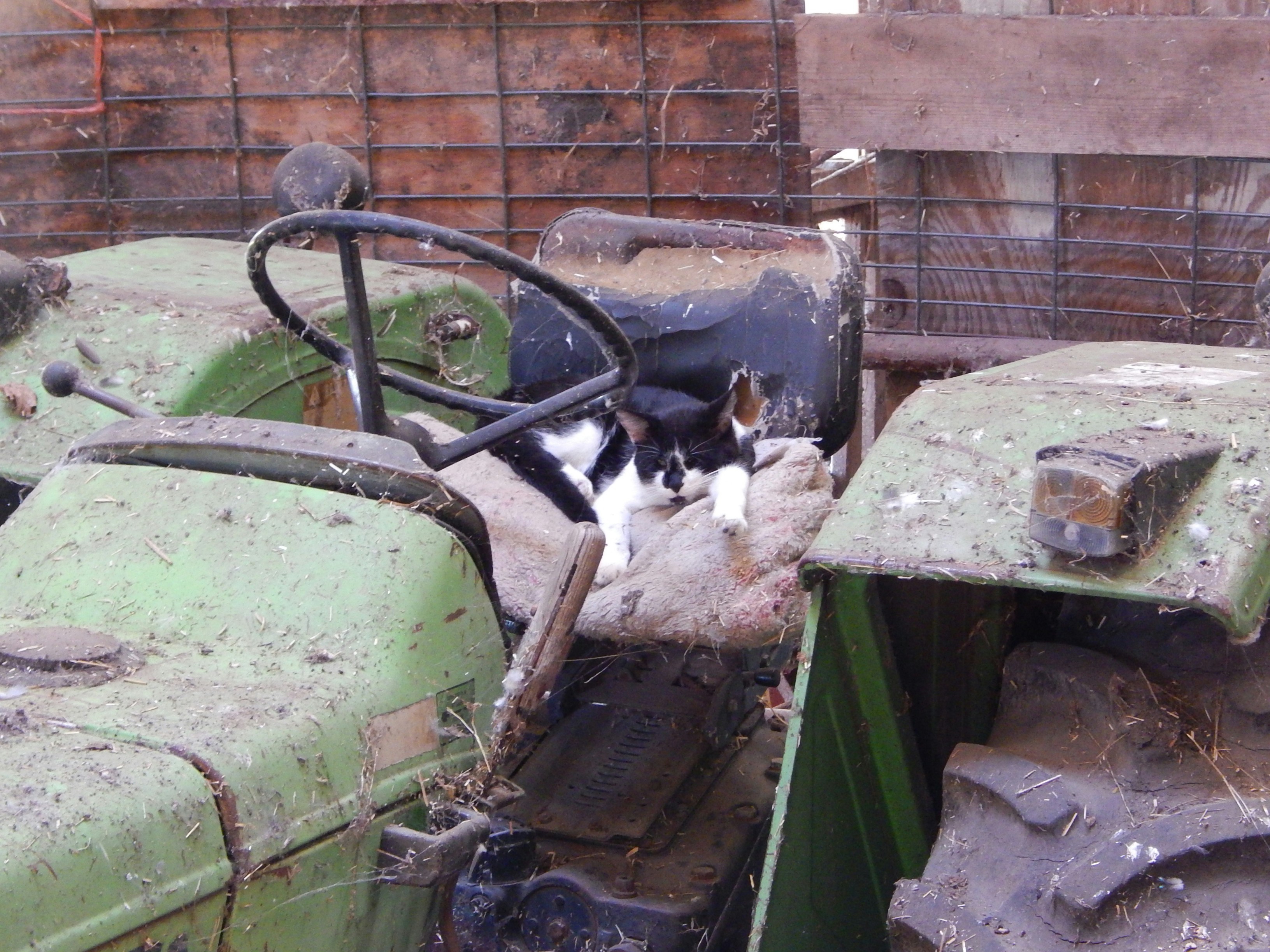 Cat Between Weathered Green Tractors: A Quiet Farmyard Moment