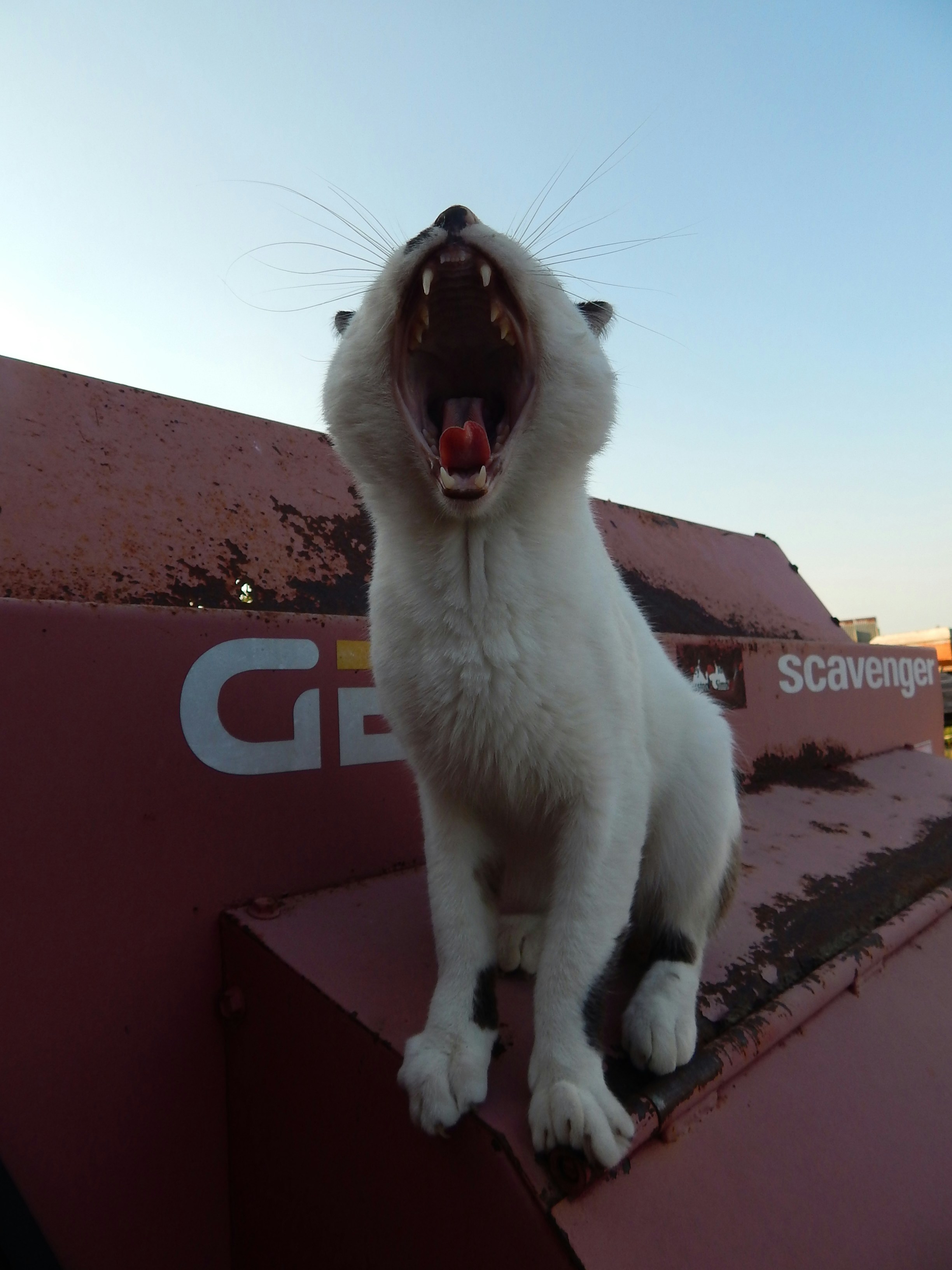 A white lion with its mouth open photo – Free Wallpaper 4k Image on ...
