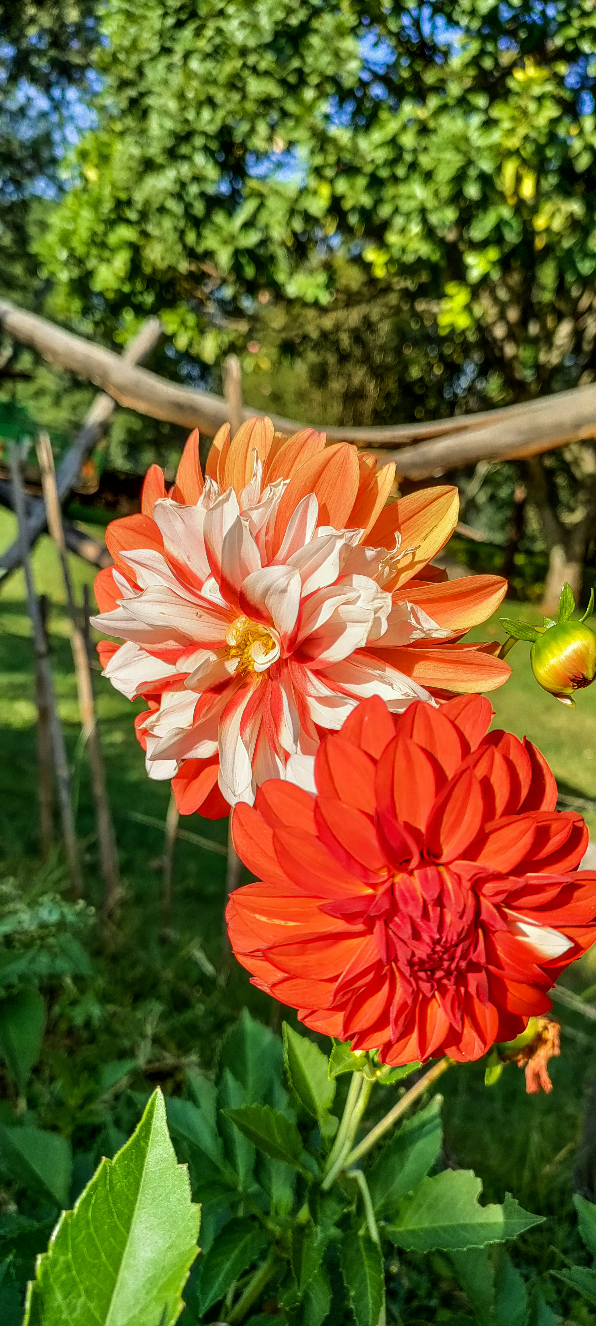 Two vibrant dahlia flowers in orange and white hues stand prominently against a lush green backdrop, showcasing their intricate petal arrangements.