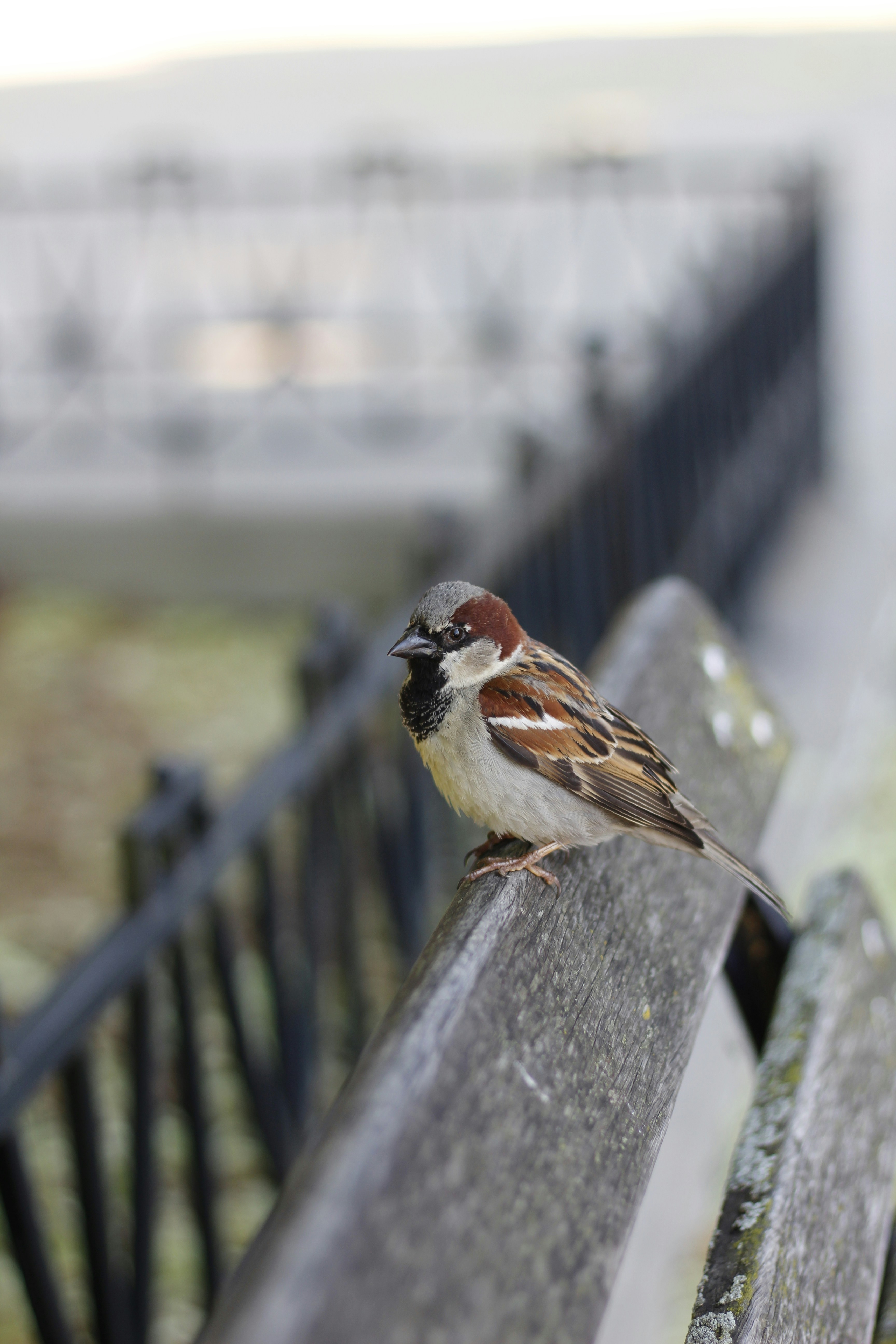 a small bird perched on a fence