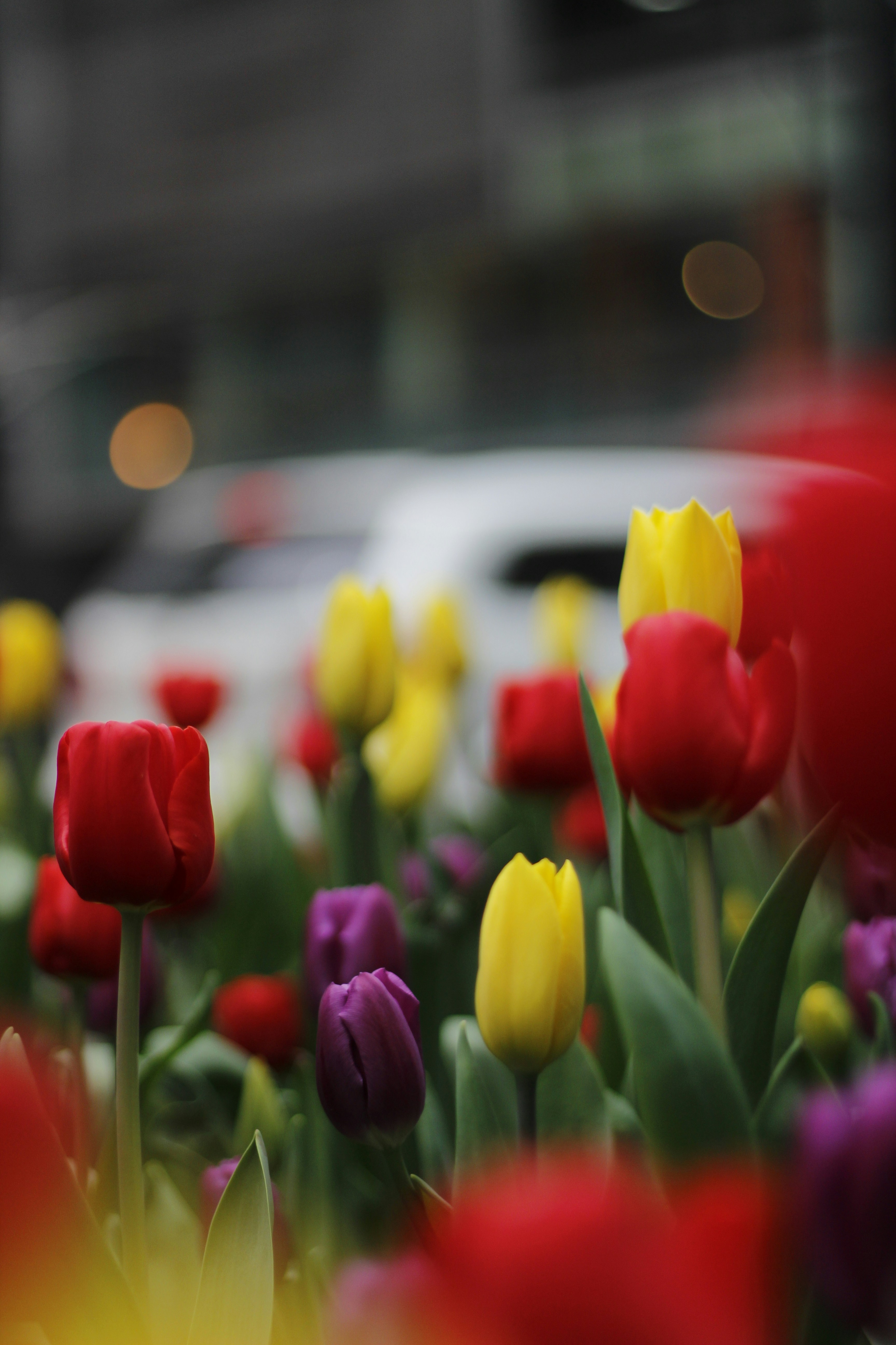 Tulip Spotlight: A Burst of Color in a City Bed