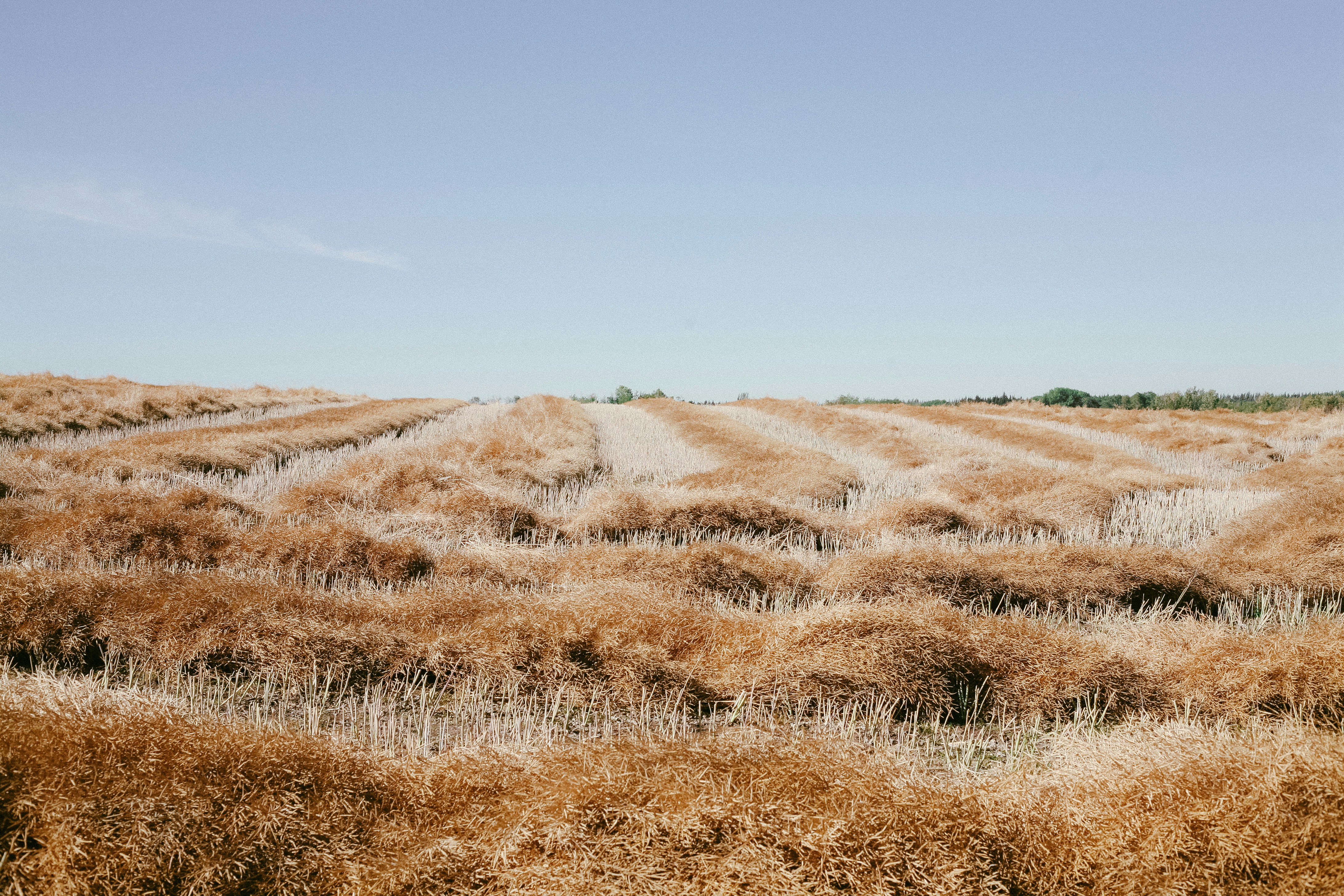 Amber Prairie Path to the Quiet Horizon