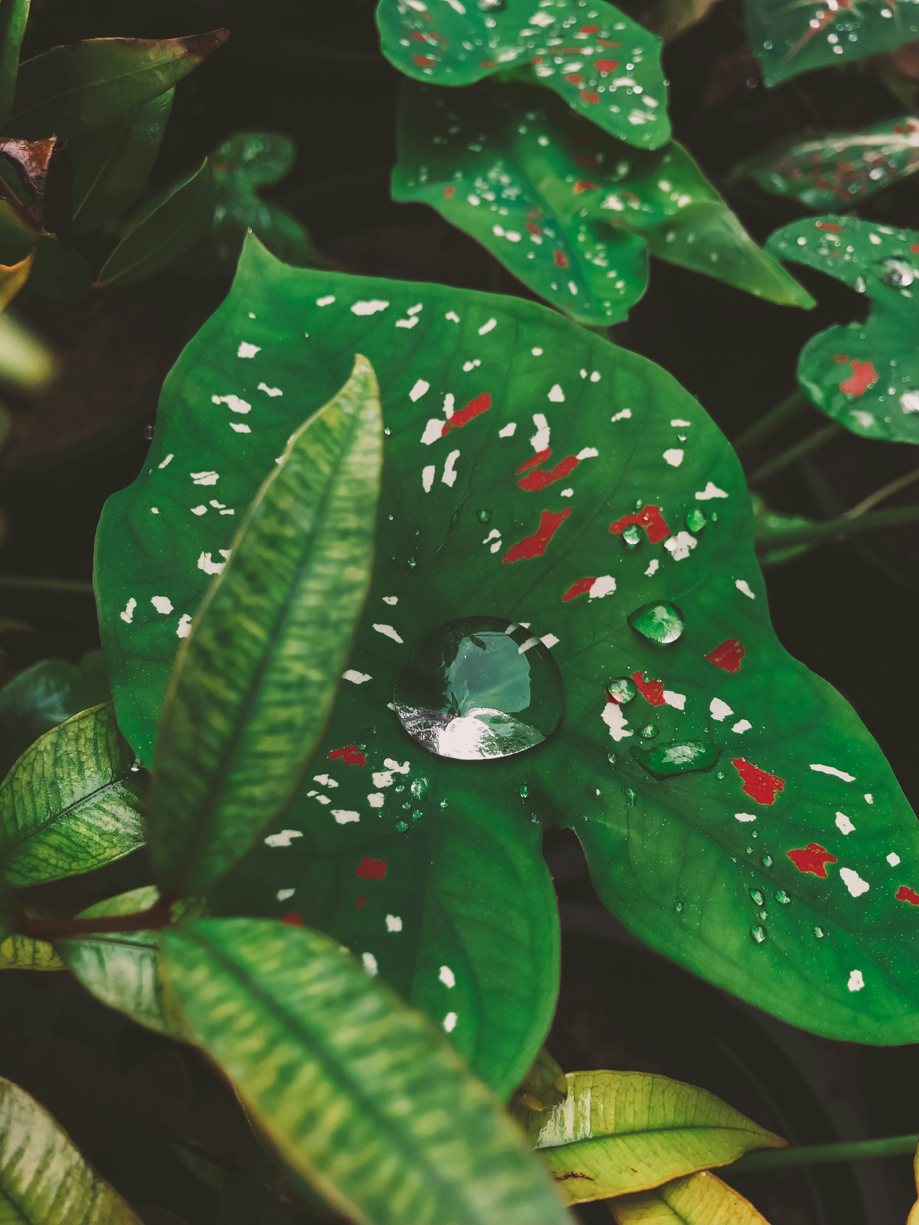Dew-Speckled Leaf: A Quiet Macro Portrait of Green Texture