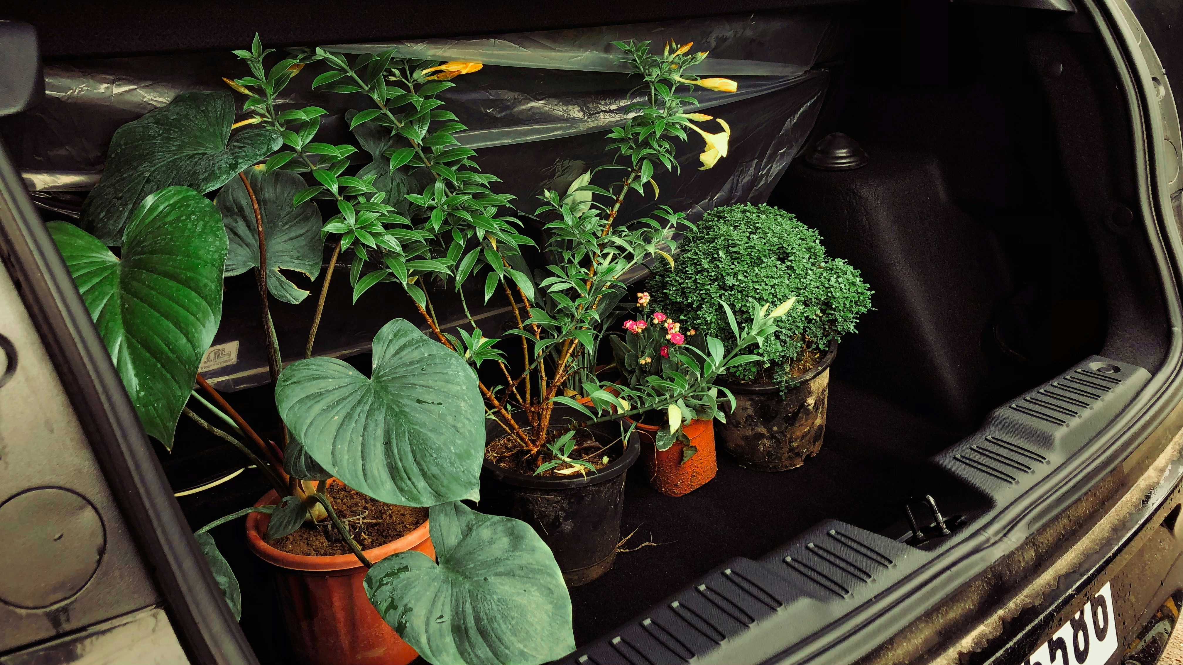 Photo by Arya Dubey with Apple iPhone X