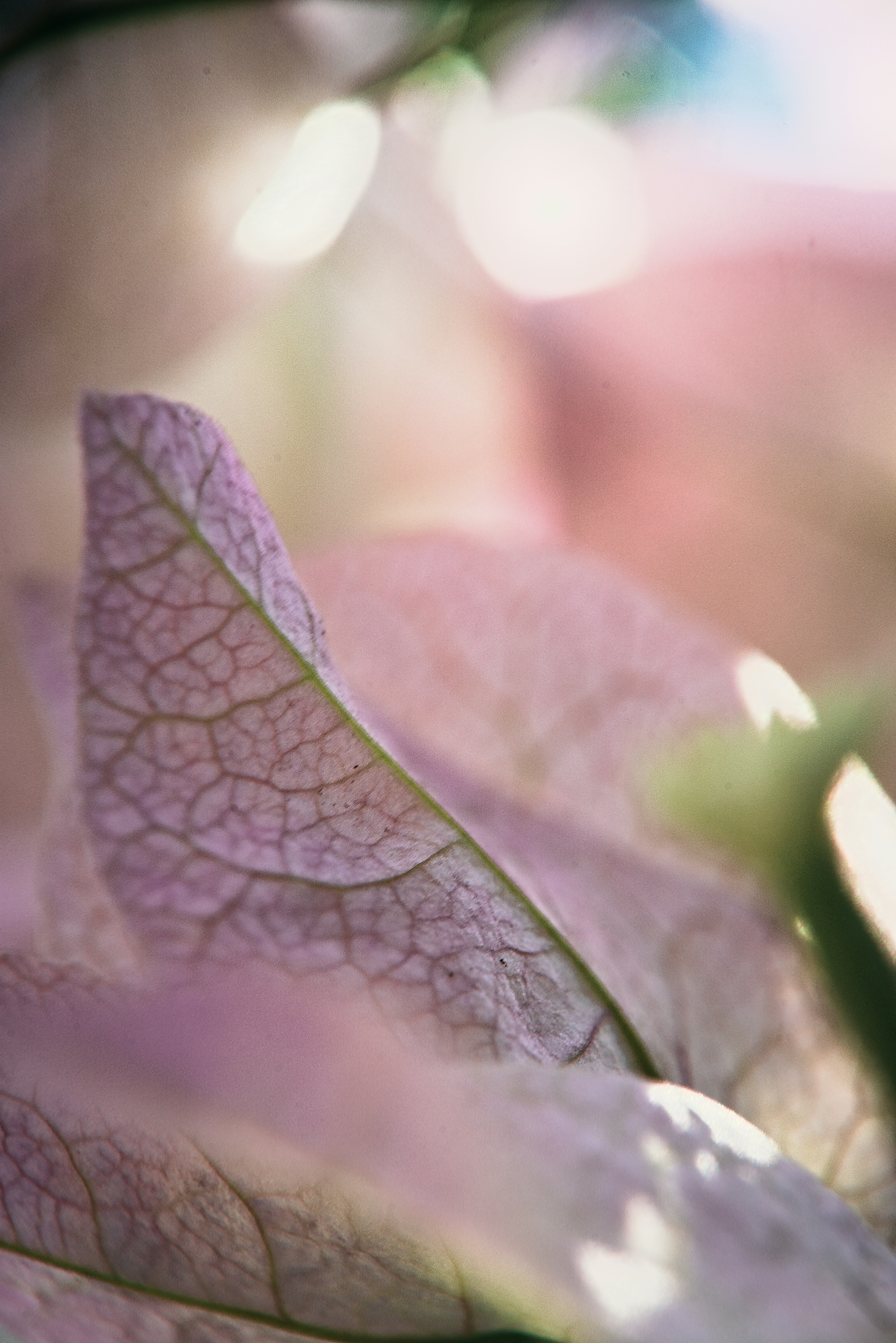 Veined Petal in Soft Focus